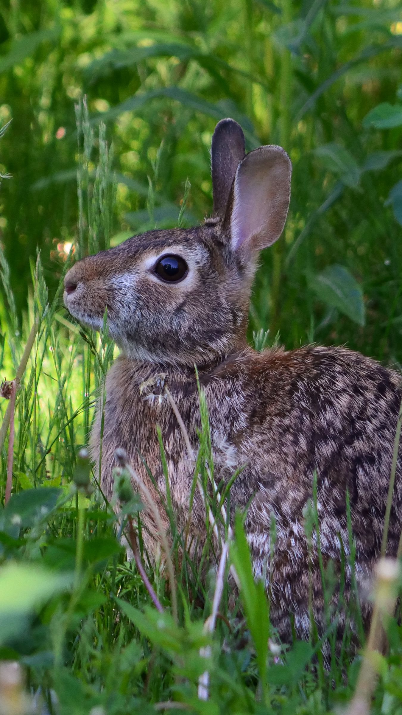 Download wallpaper 1350x2400 rabbit, animal, fluffy, grass iphone 8+/7 ...