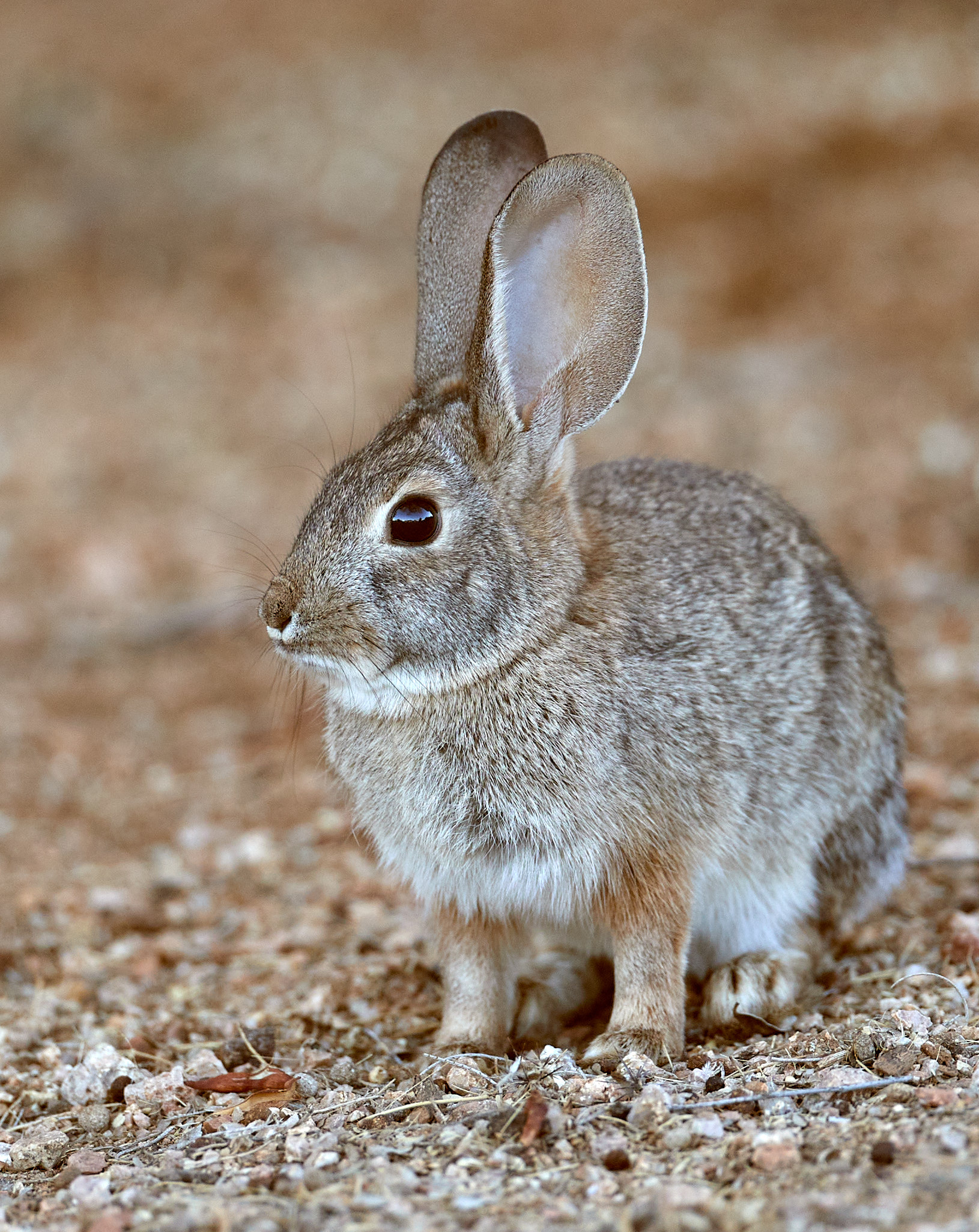Download wallpaper 1630x2050 rabbit, animal, gray, wild, cute hd background