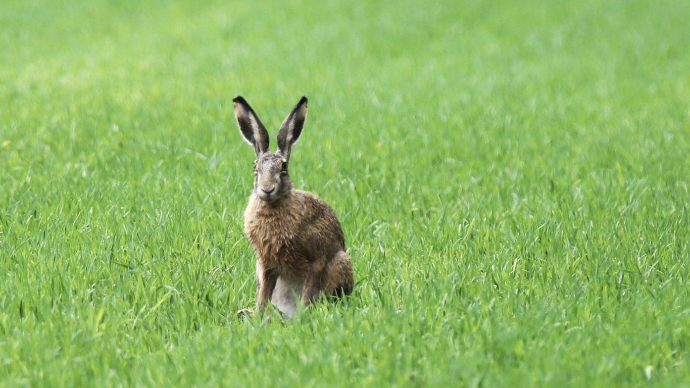 Download wallpaper 1366x768 rabbit, grass, field, animal, greenery ...