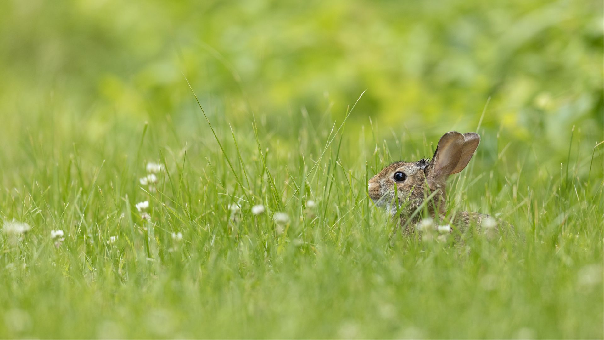 Download wallpaper 1920x1080 rabbit, grass, animal, brown full hd, hdtv ...