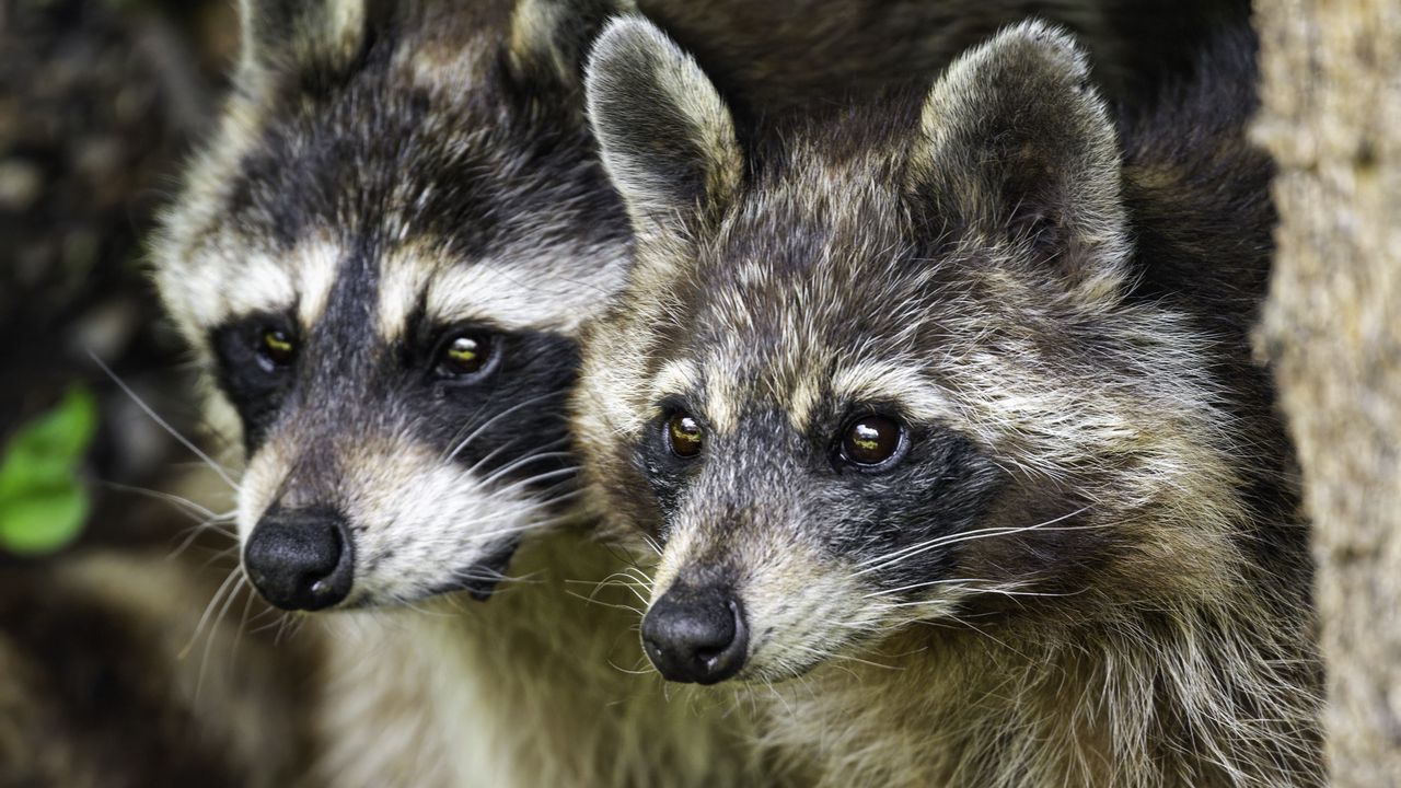 Wallpaper raccoons, animals, wildlife hd, picture, image