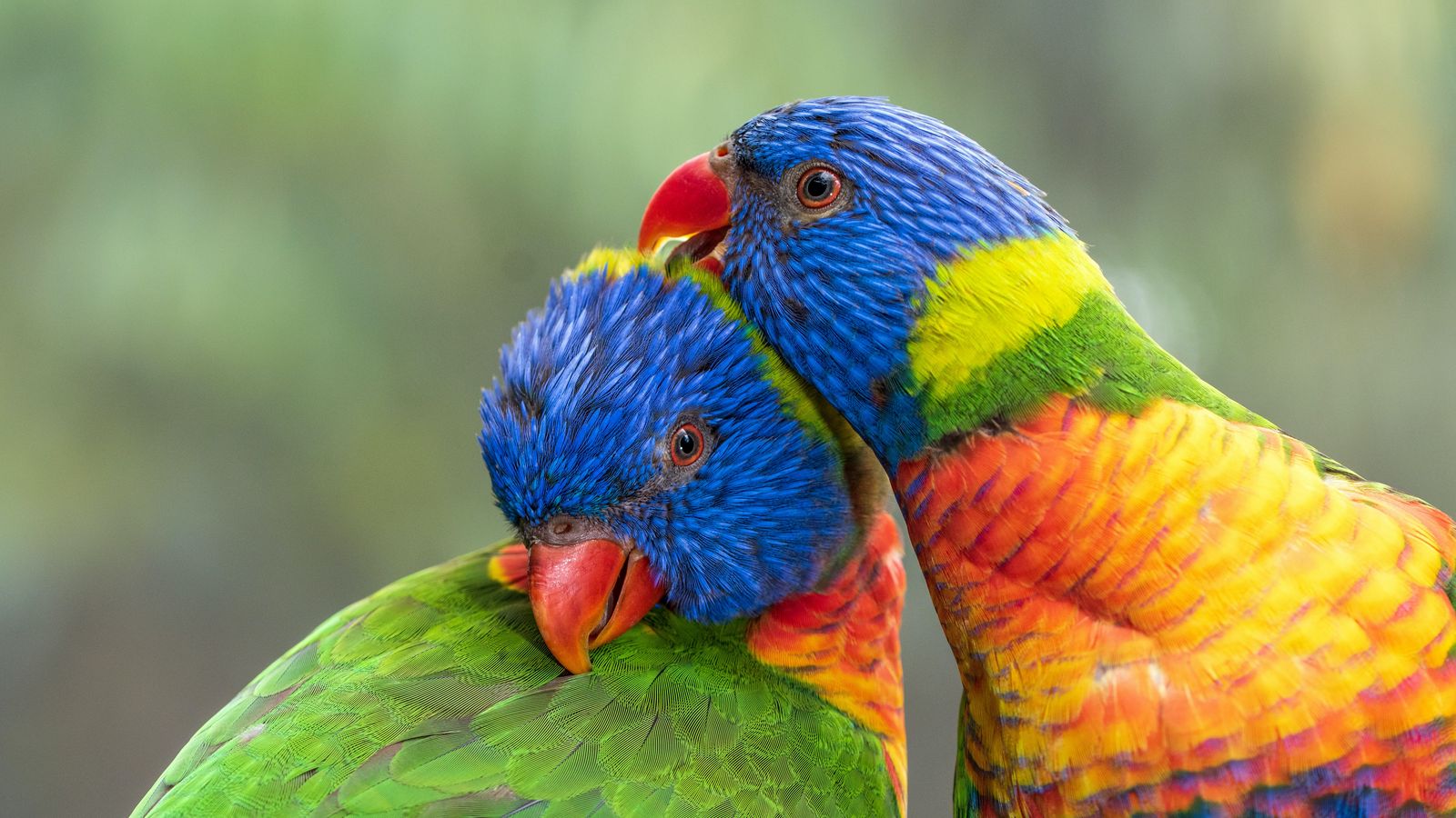 Download wallpaper 1600x900 rainbow lorikeet, parrots, birds, colorful ...