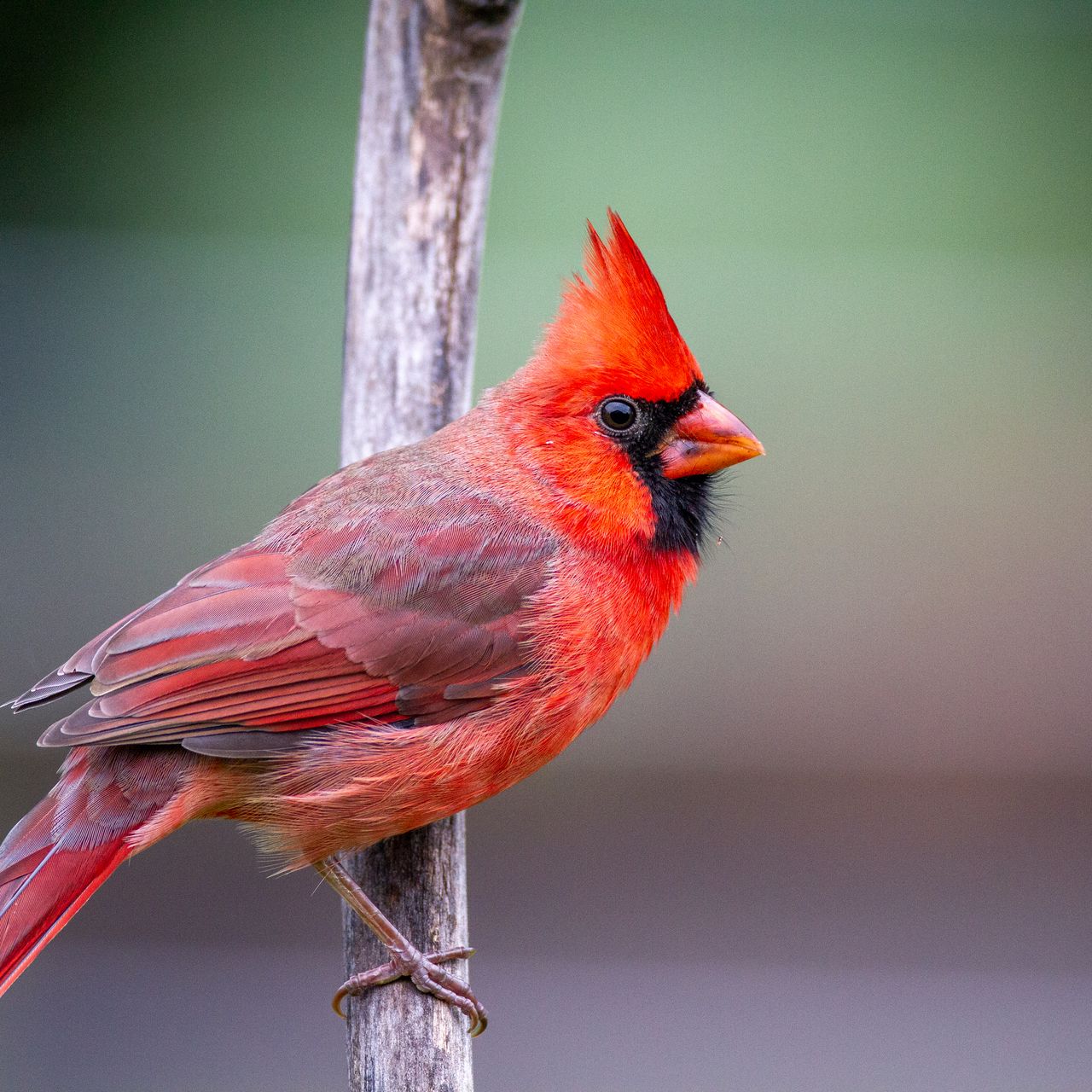 Download wallpaper 1280x1280 red cardinal, bird, branch, red ipad, ipad ...