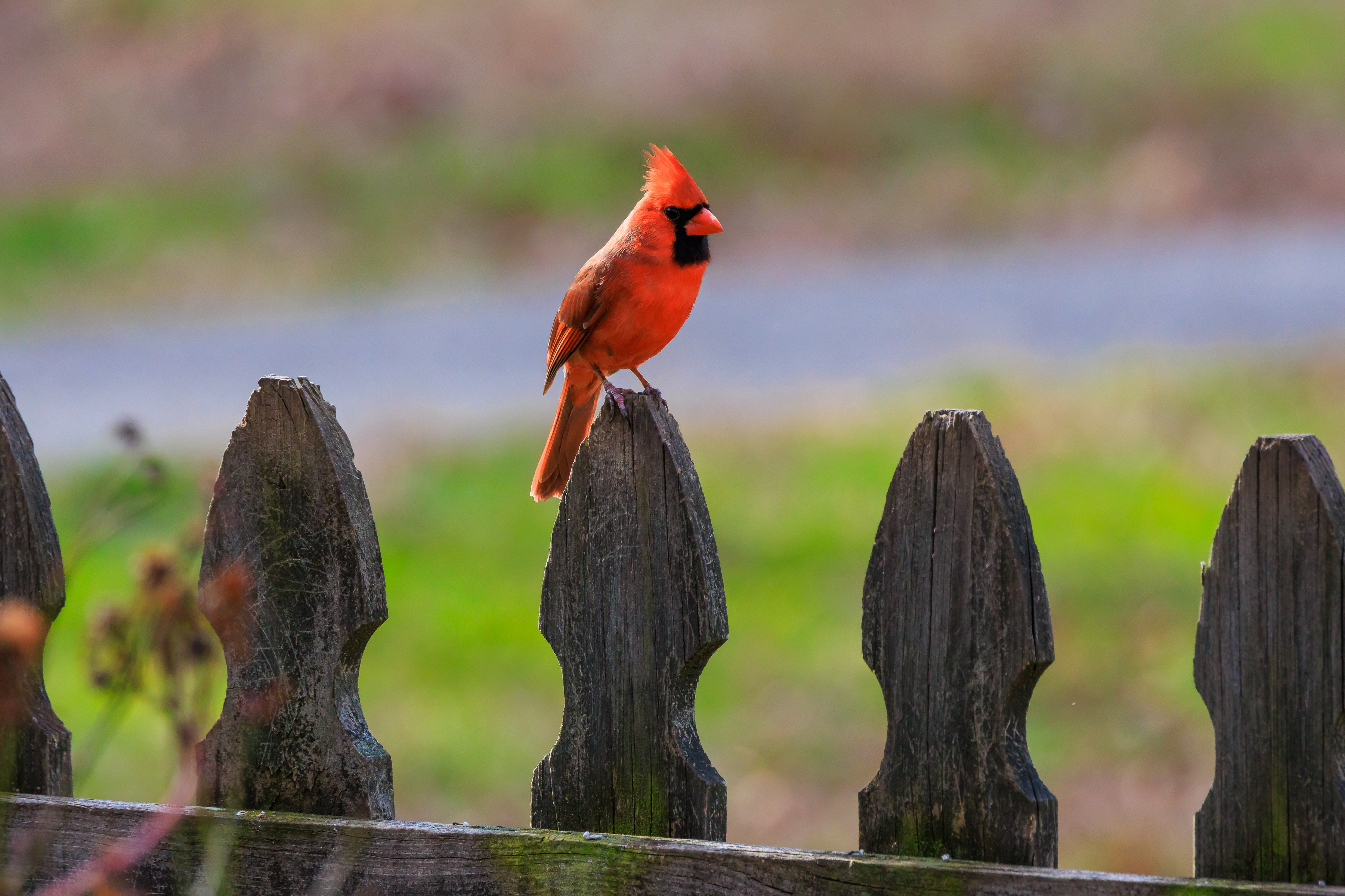 Download wallpaper 3600x2400 red cardinal, bird, fence hd background