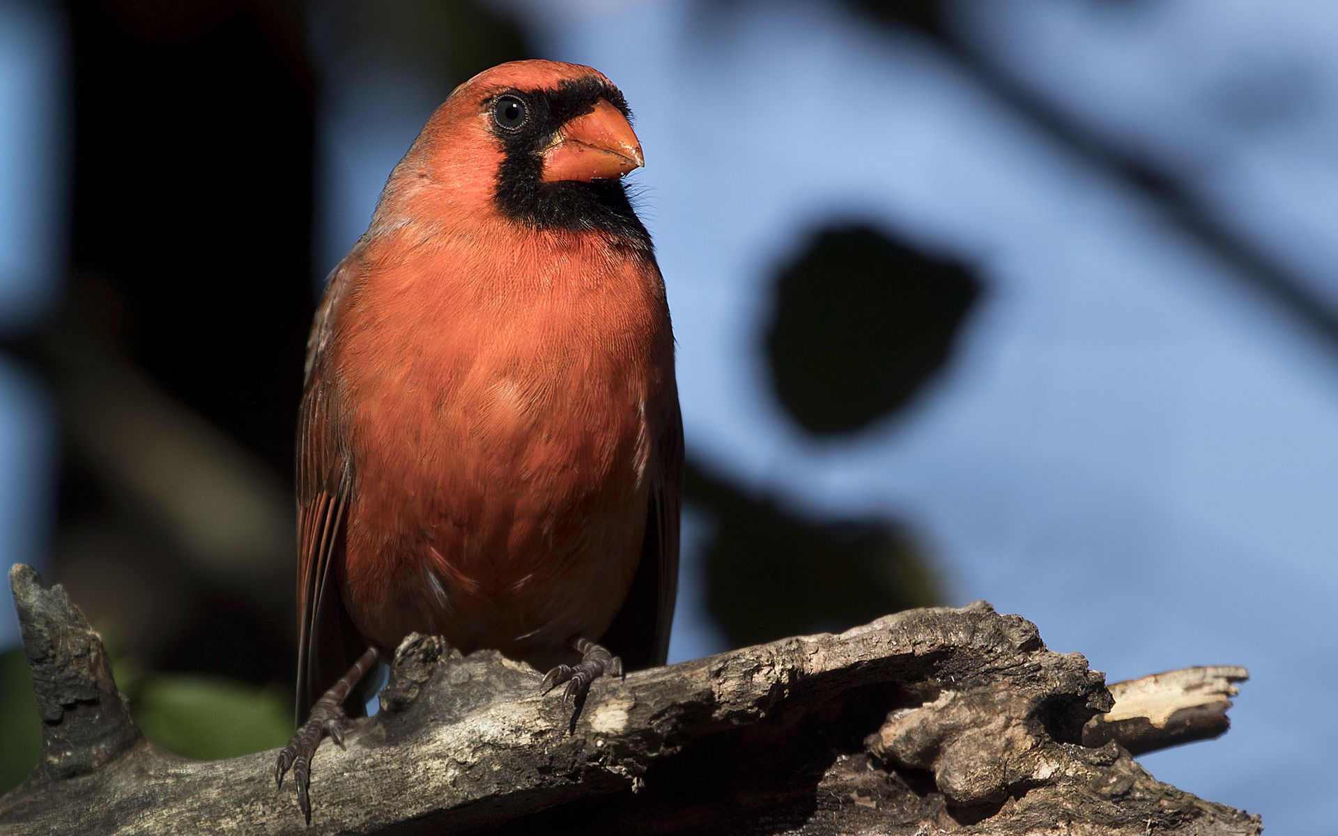 Download wallpaper 1920x1200 red cardinal, bird, log widescreen 16:10 ...