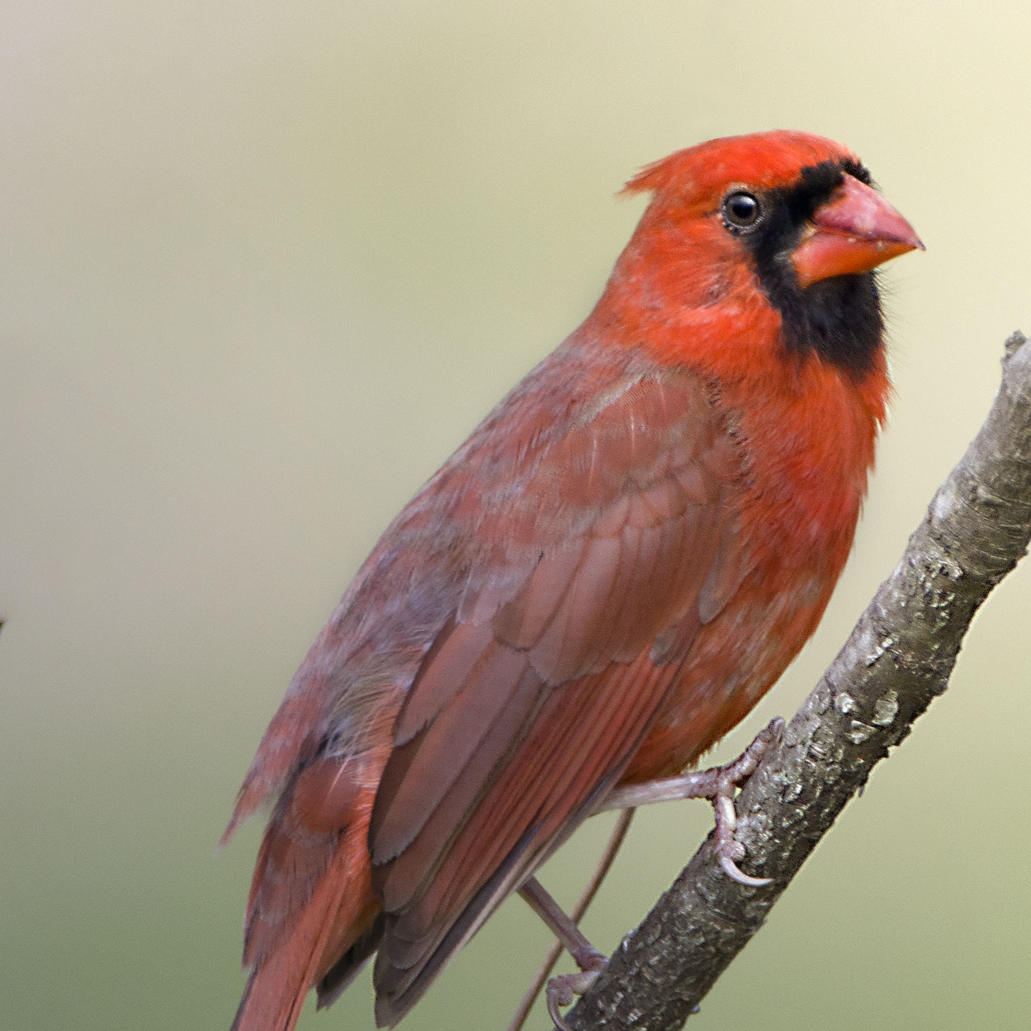 Download wallpaper 3415x3415 red cardinal, branch, bird, feathers ipad ...