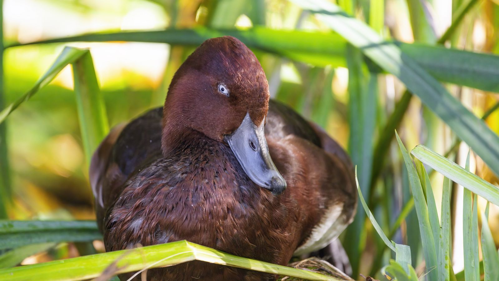 Download wallpaper 1600x900 red duck, duck, beak, leaves, wildlife ...