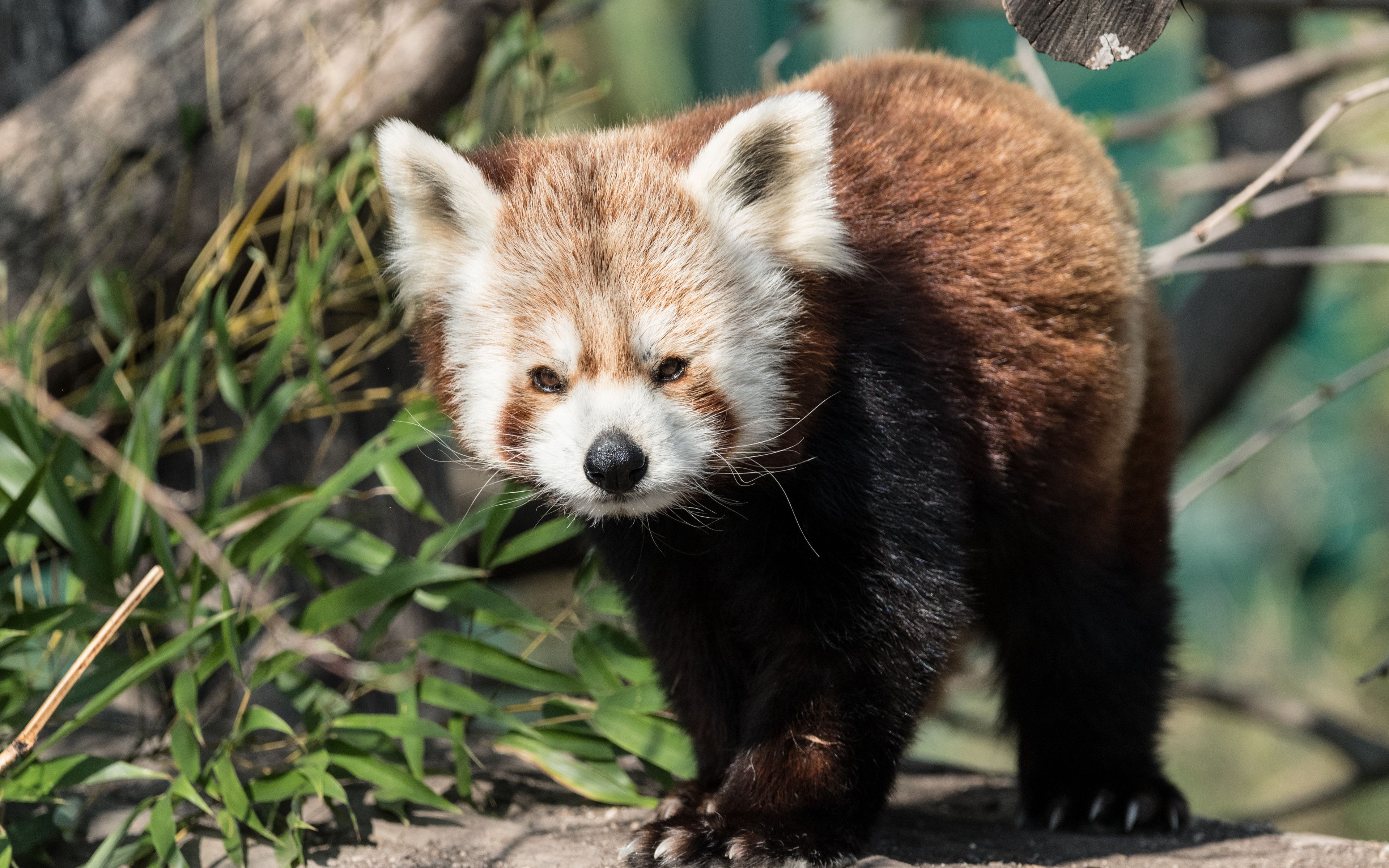 Wallpaper 3840x2400 Red Panda