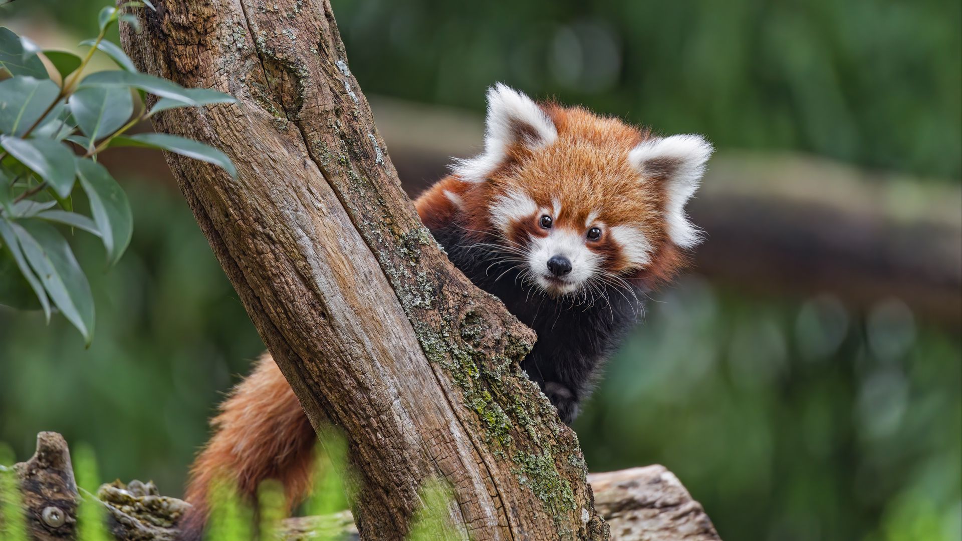 Download wallpaper 1920x1080 red panda, glance, tree, fur, nature ...