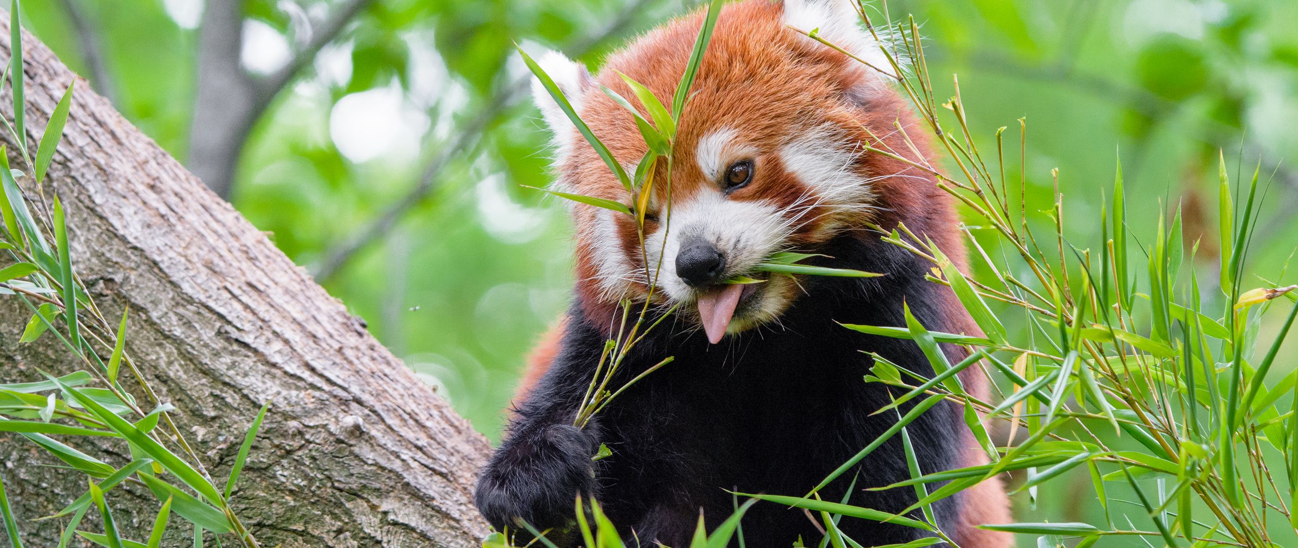 Download wallpaper 2560x1080 red panda, fire panda, protruding tongue ...