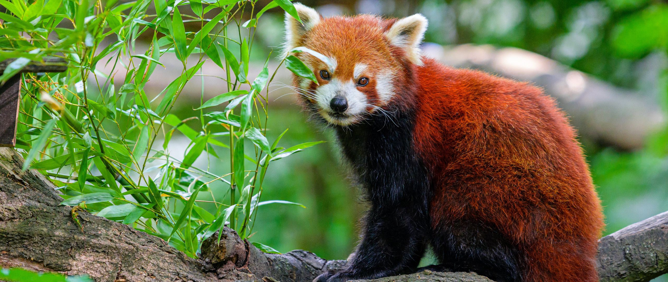 Download wallpaper 2560x1080 red panda, tree, leaves, wildlife dual ...