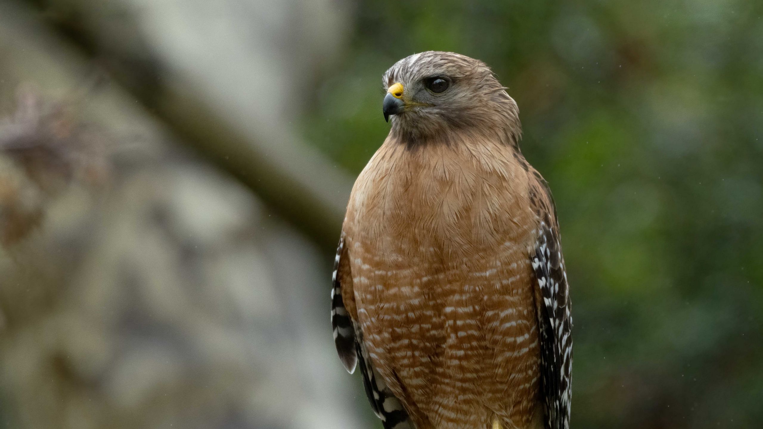 Download wallpaper 2560x1440 red-shouldered hawk, bird, predator ...
