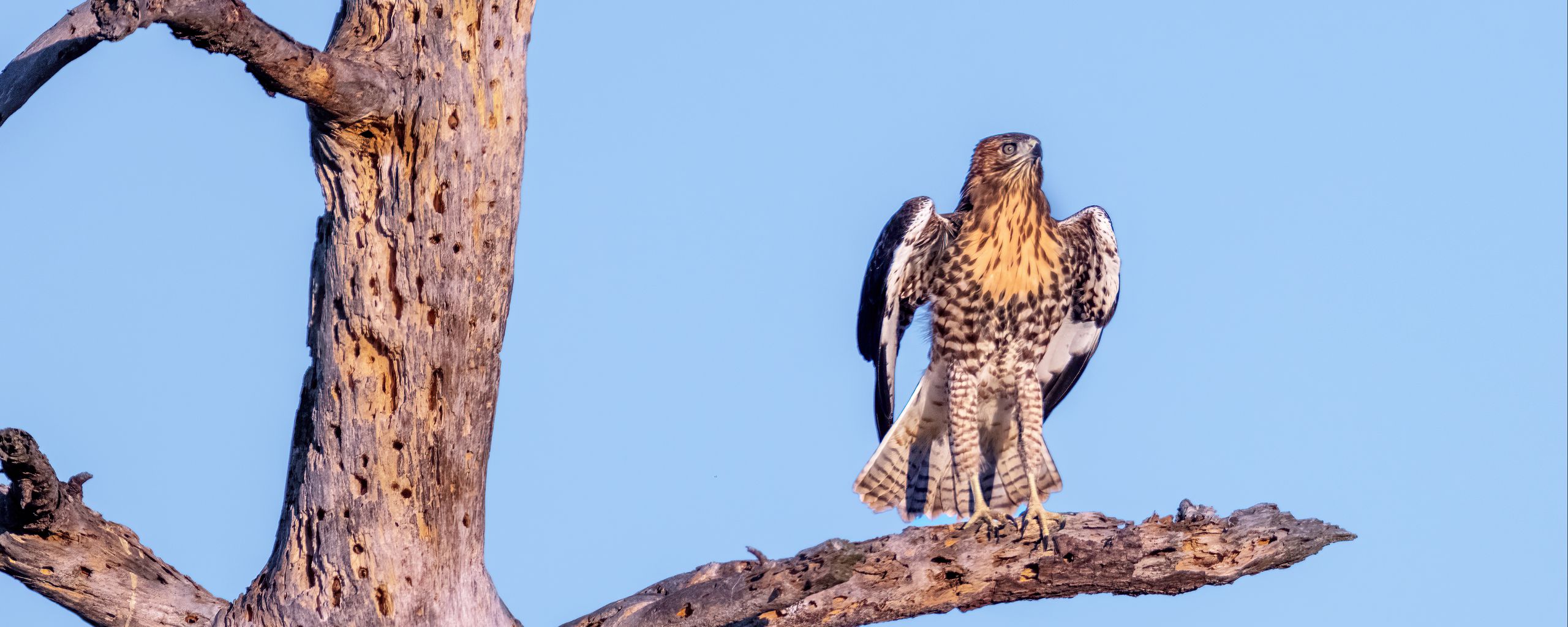 Download wallpaper 2560x1024 red-tailed buzzard, wild, bird, log ...