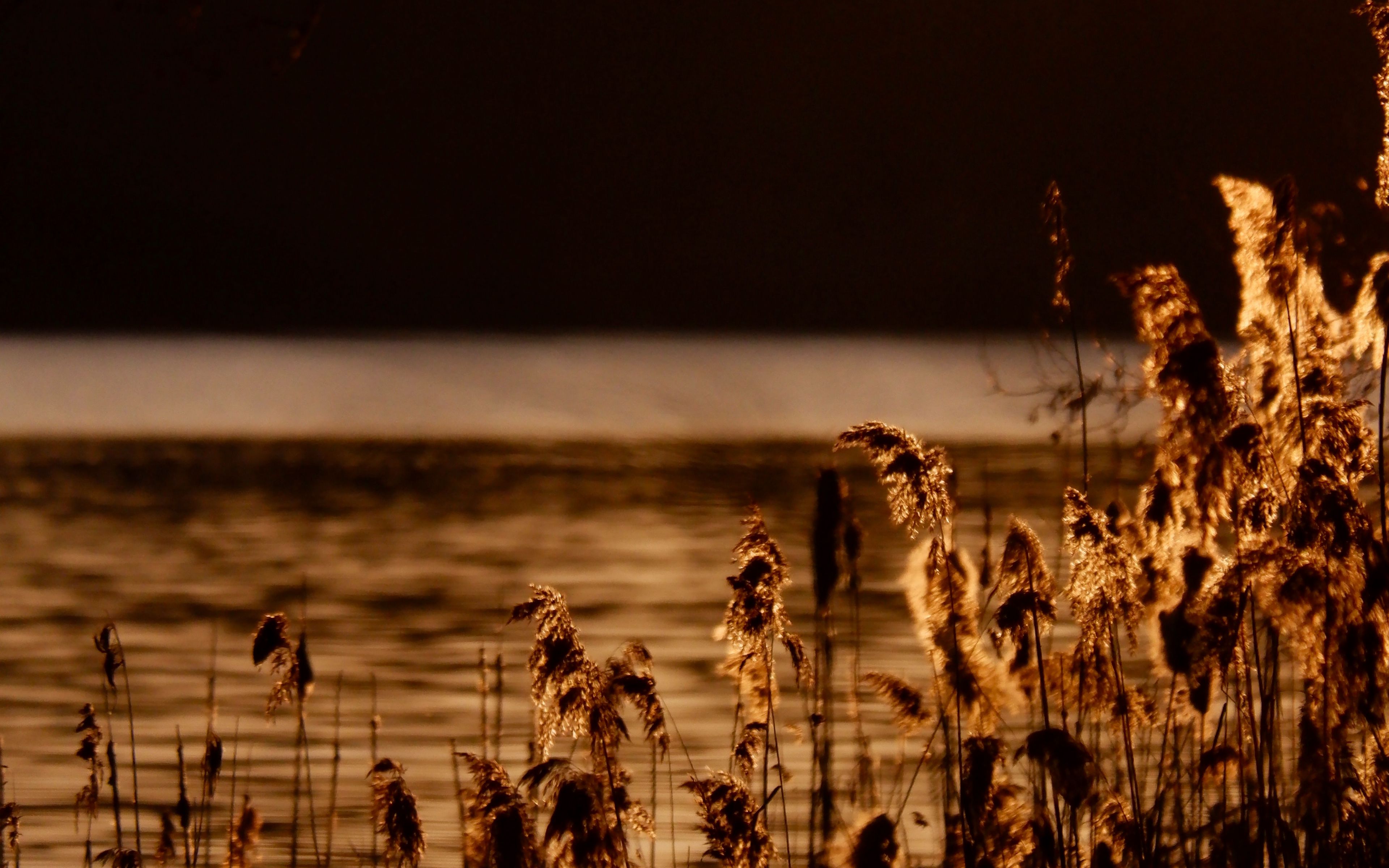 Download wallpaper 3840x2400 reeds, branches, river, nature, sunset 4k ...