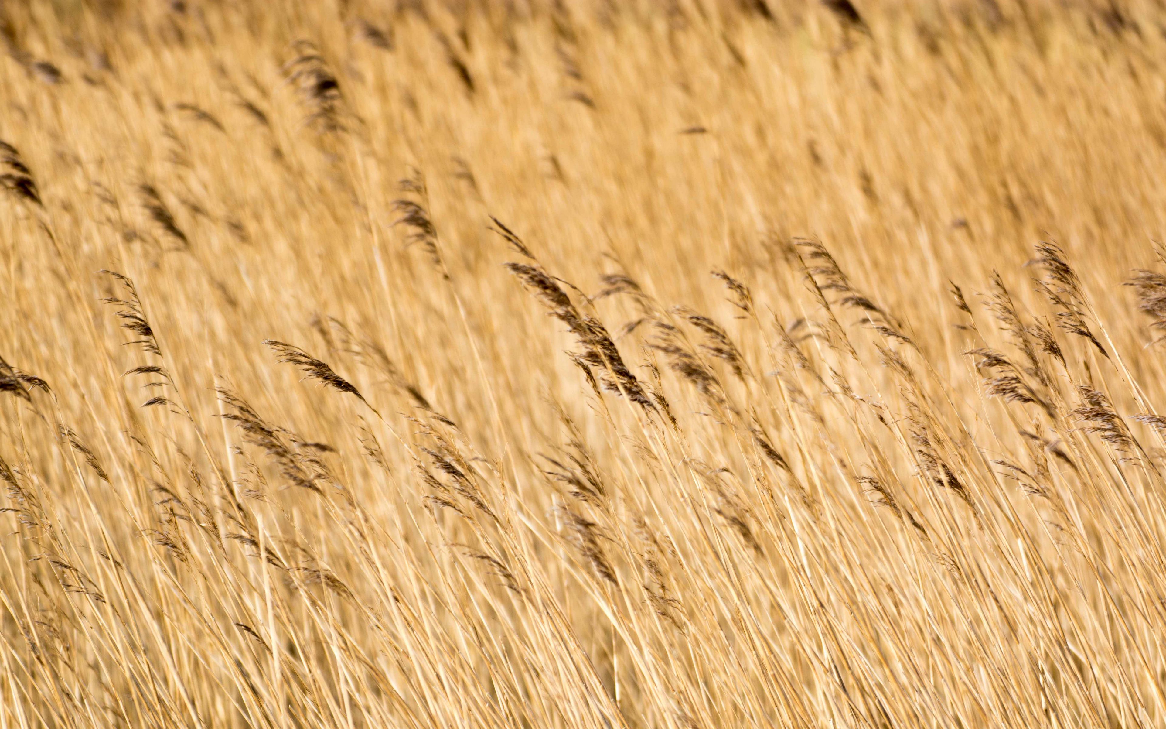 Download wallpaper 3840x2400 reeds, ears, field, nature 4k ultra hd 16: ...