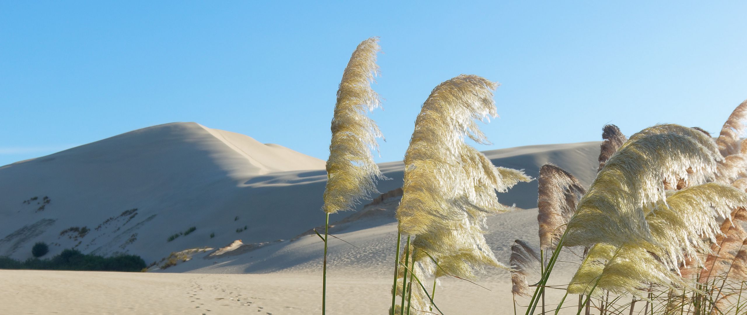 Download wallpaper 2560x1080 desert, oasis, sand, reeds, plant, hills ...