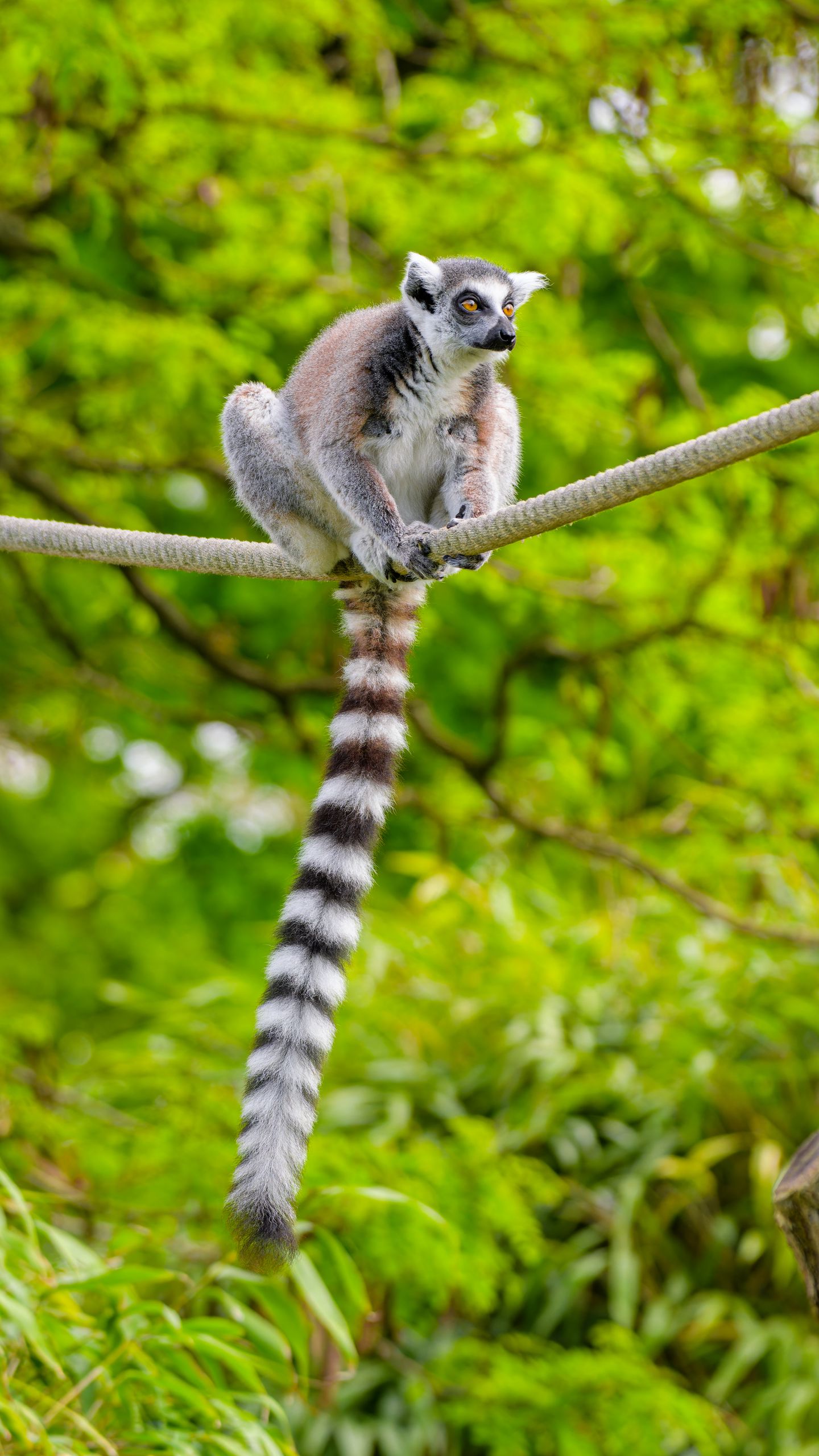 Download wallpaper 1440x2560 ring-tailed lemur, lemur, animal, branch ...