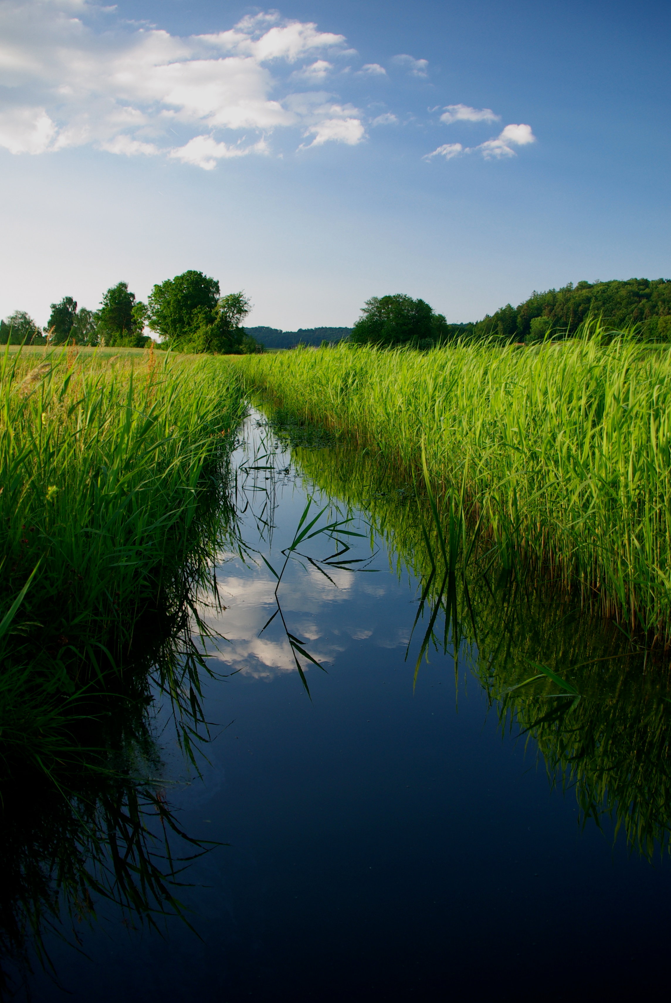 Download wallpaper 2288x3418 river, reeds, trees, nature, landscape hd ...