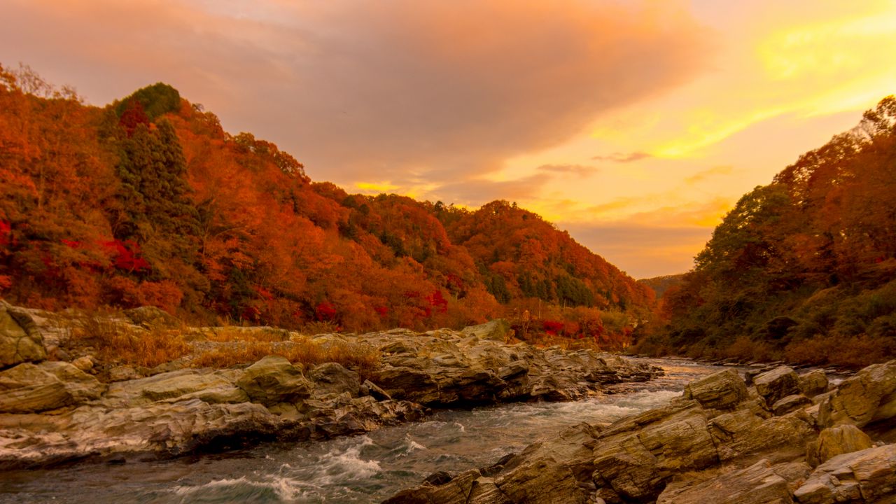 Wallpaper river, trees, forest, sunset, nature hd, picture, image