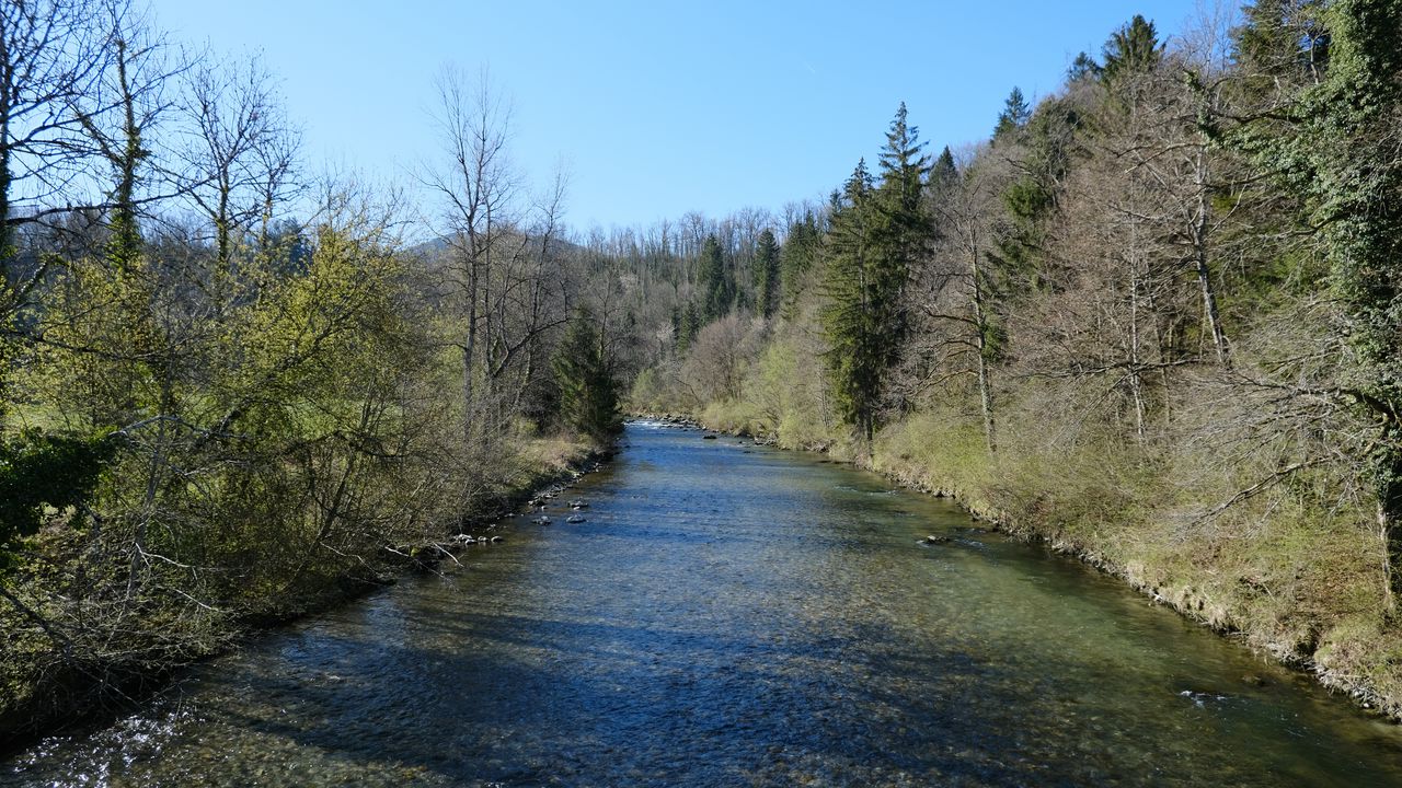 Wallpaper river, trees, water, landscape, nature hd, picture, image