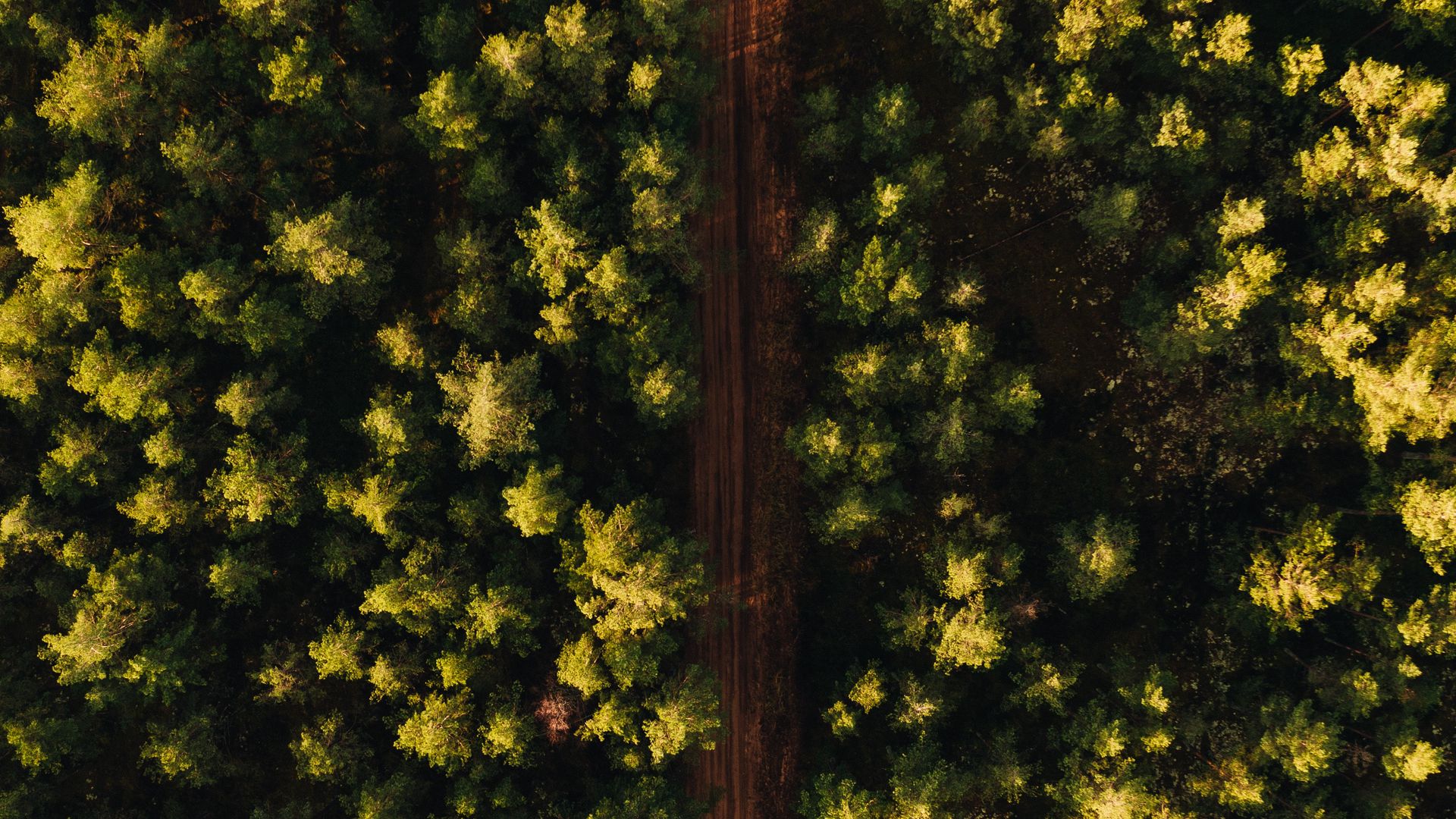 Download wallpaper 1920x1080 road, forest, aerial view, trees, green ...