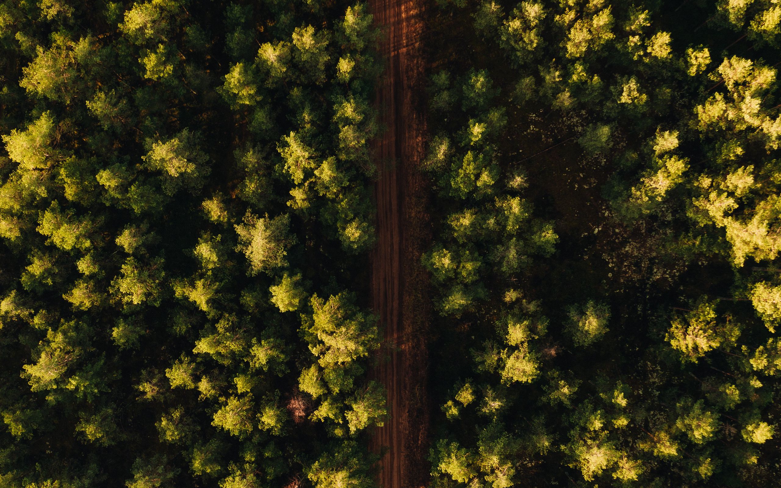 Download wallpaper 2560x1600 road, forest, aerial view, trees, green ...