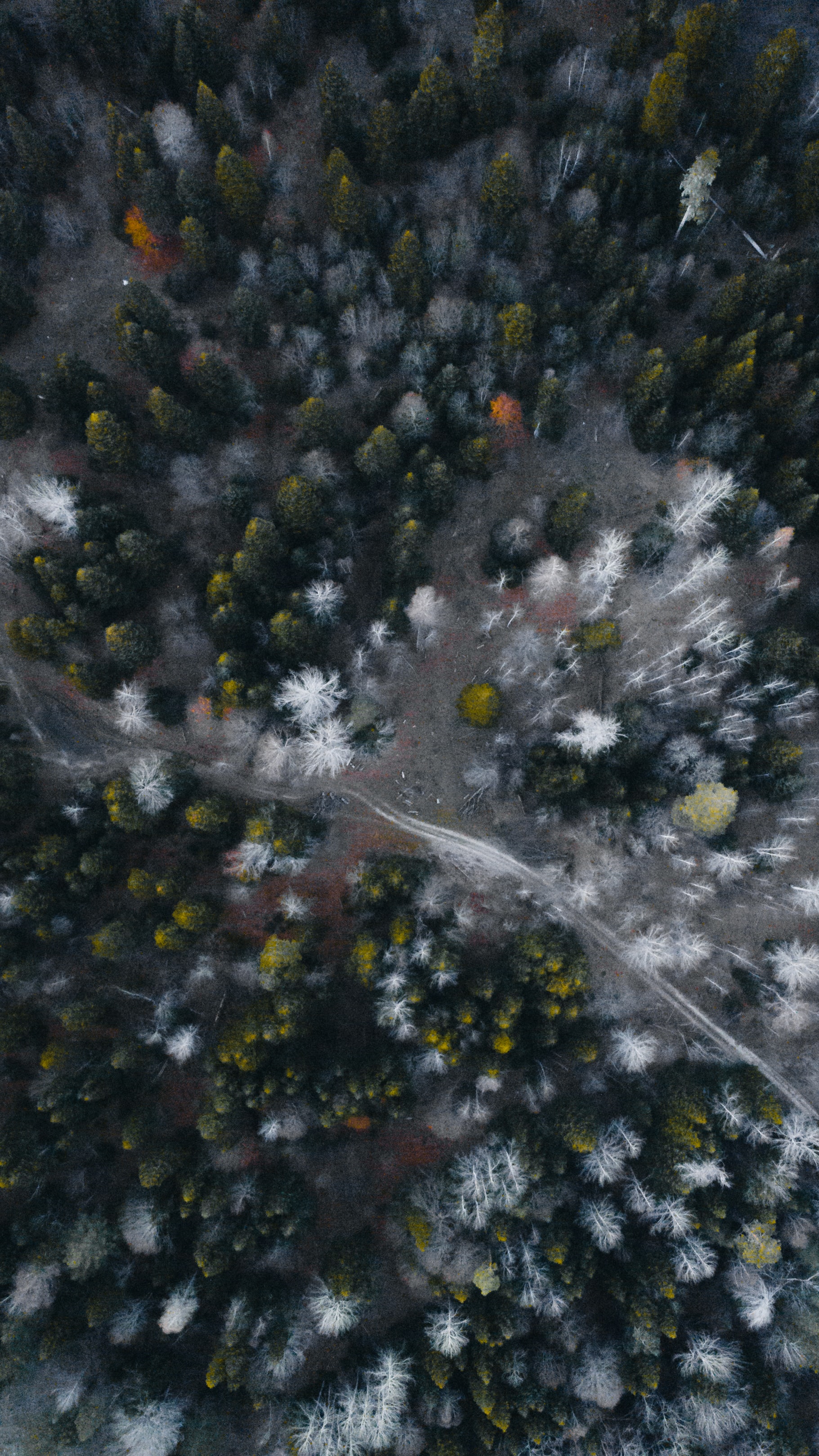 Download wallpaper 1821x3238 road, forest, aerial view, trees, overview ...