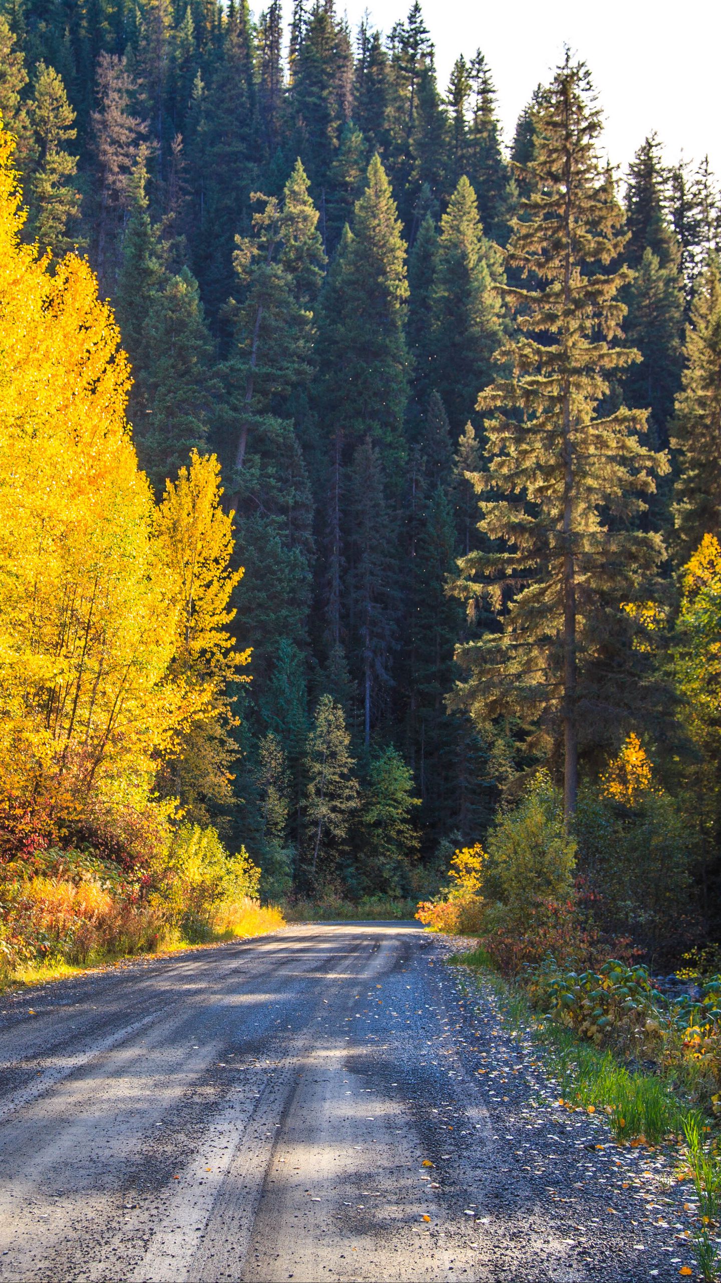 Download wallpaper 1440x2560 road, forest, trees, autumn, nature qhd ...