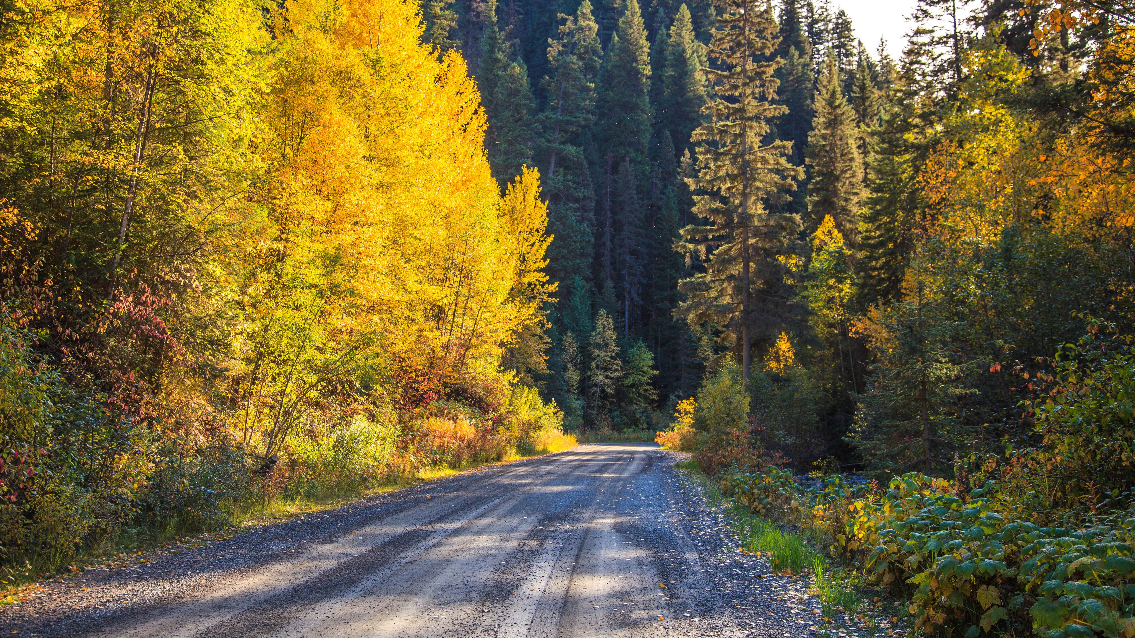 Download wallpaper 3840x2160 road, forest, trees, autumn, nature 4k uhd ...
