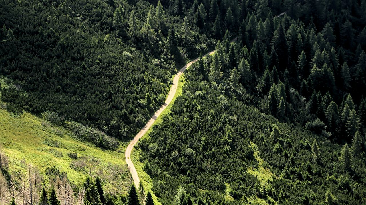 Wallpaper road, forest, trees, winding, slope hd, picture, image
