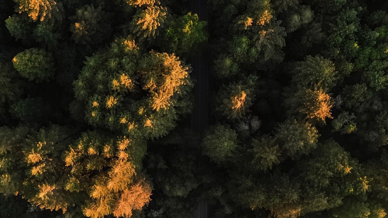 Wallpaper road, trees, aerial view, forest, nature hd, picture, image