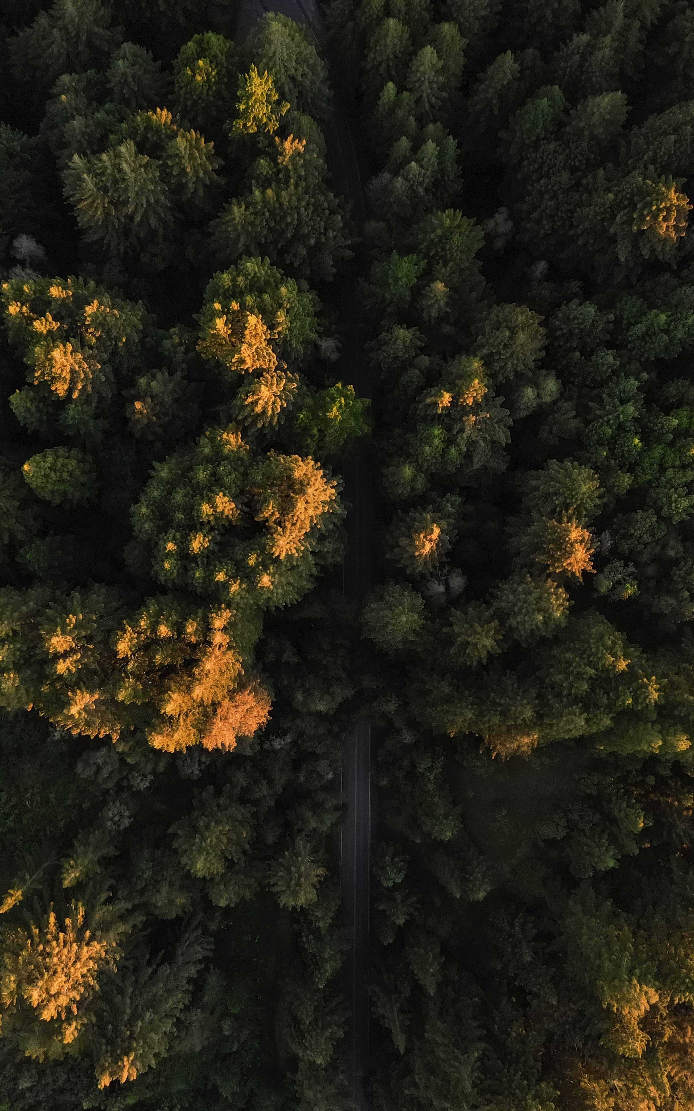 Download wallpaper 2438x3901 road, trees, aerial view, forest, nature ...