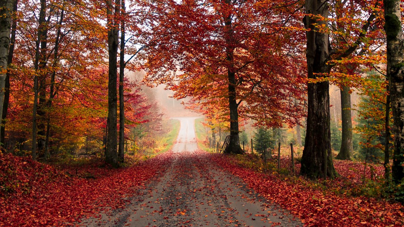 Download wallpaper 1366x768 road, trees, autumn, foliage, fallen tablet ...