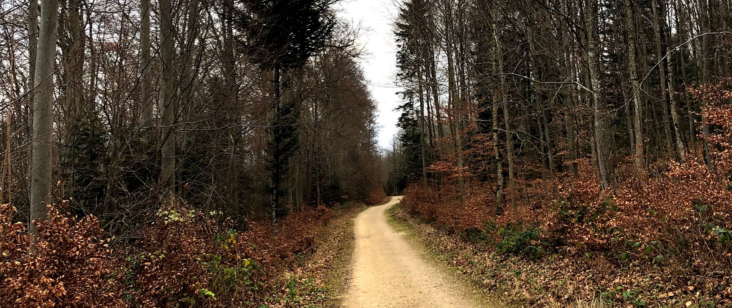 Download wallpaper 2560x1080 road, trees, bushes, leaves, forest, sky ...