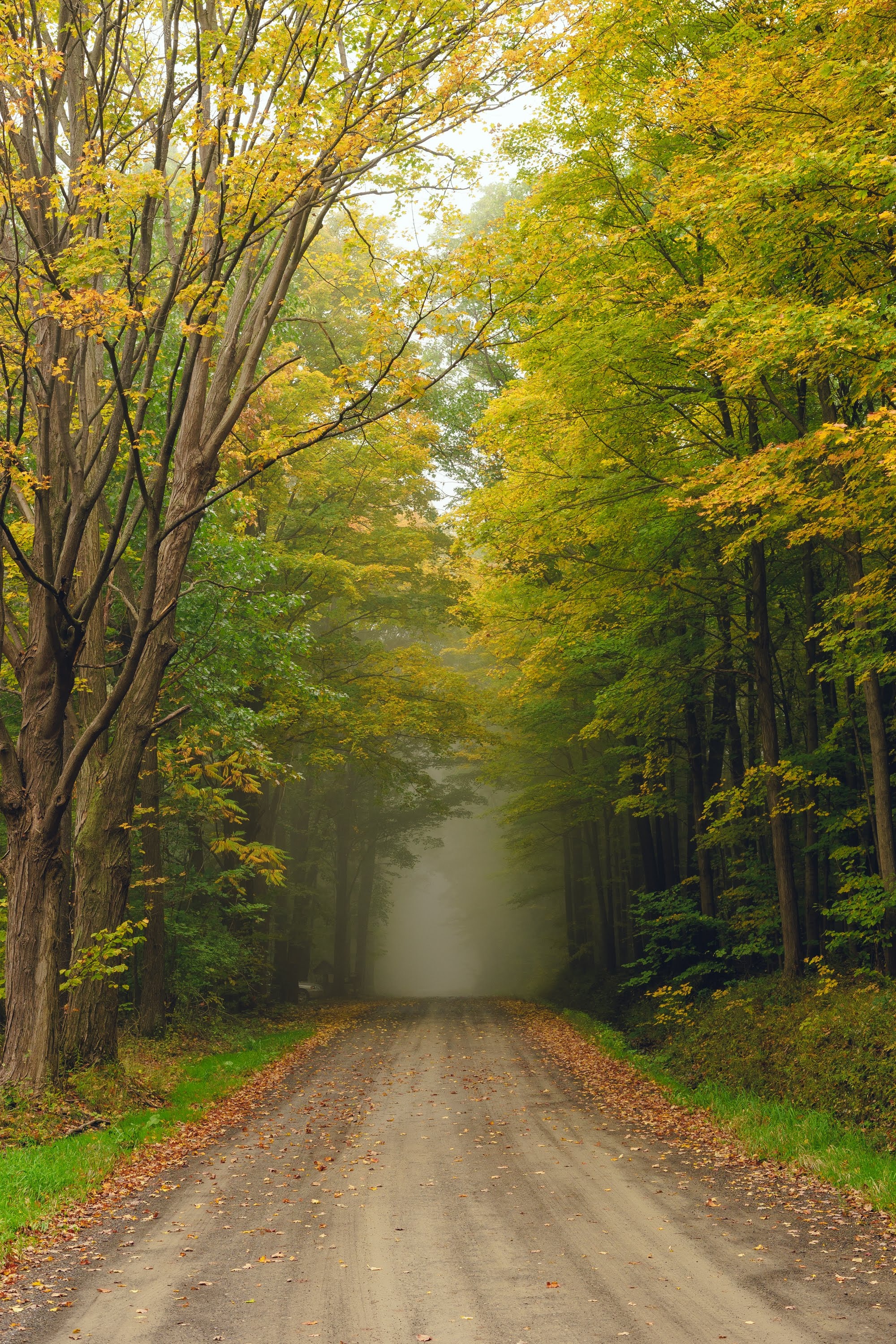 Download wallpaper 2000x3000 road, trees, fog, forest hd background