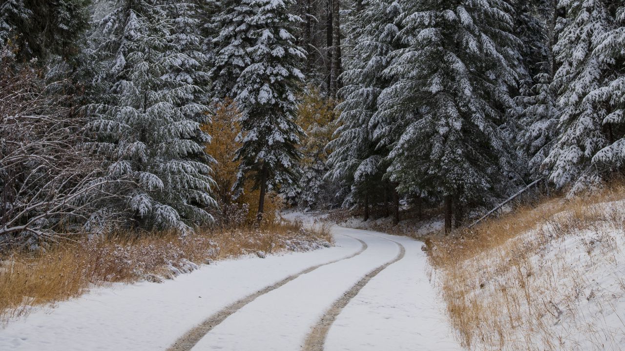 Wallpaper road, trees, snow, forest, winter hd, picture, image