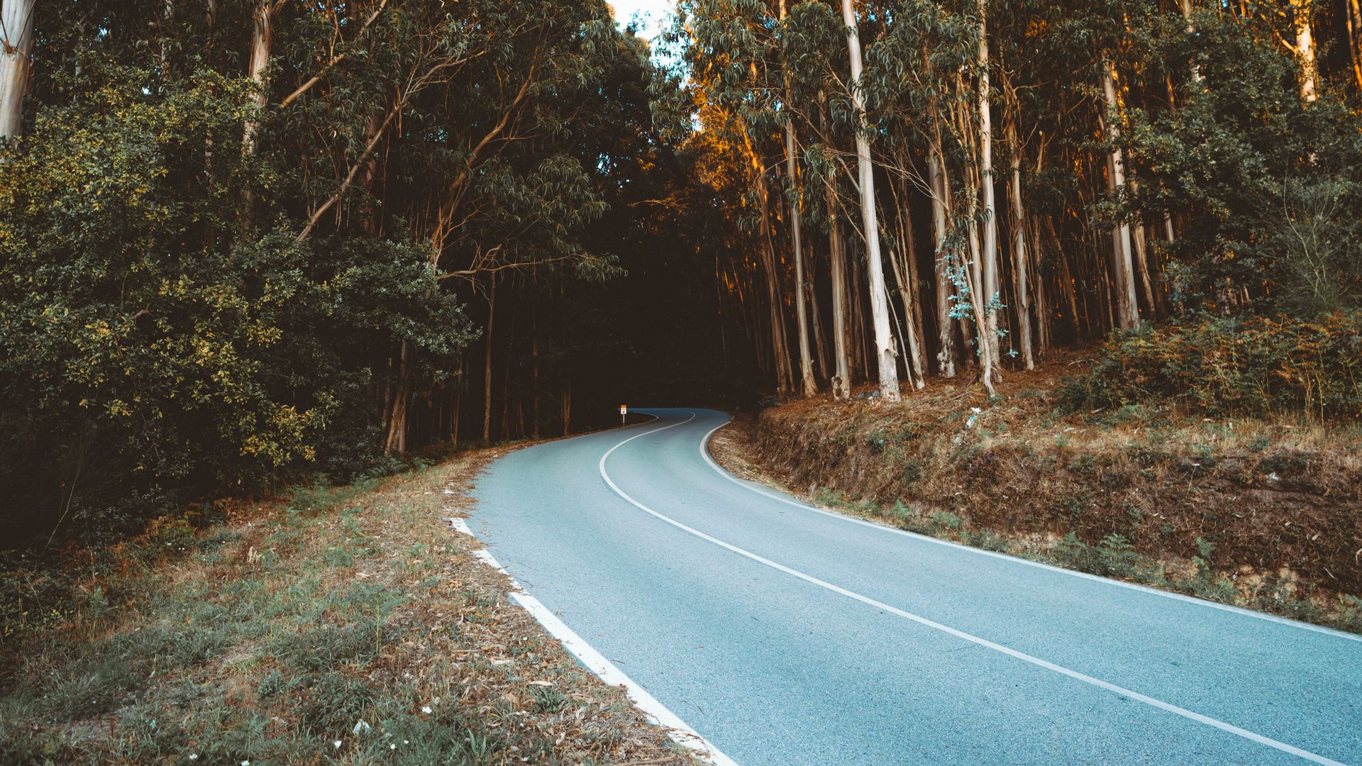 Download wallpaper 1920x1080 road, turn, trees, forest full hd, hdtv ...