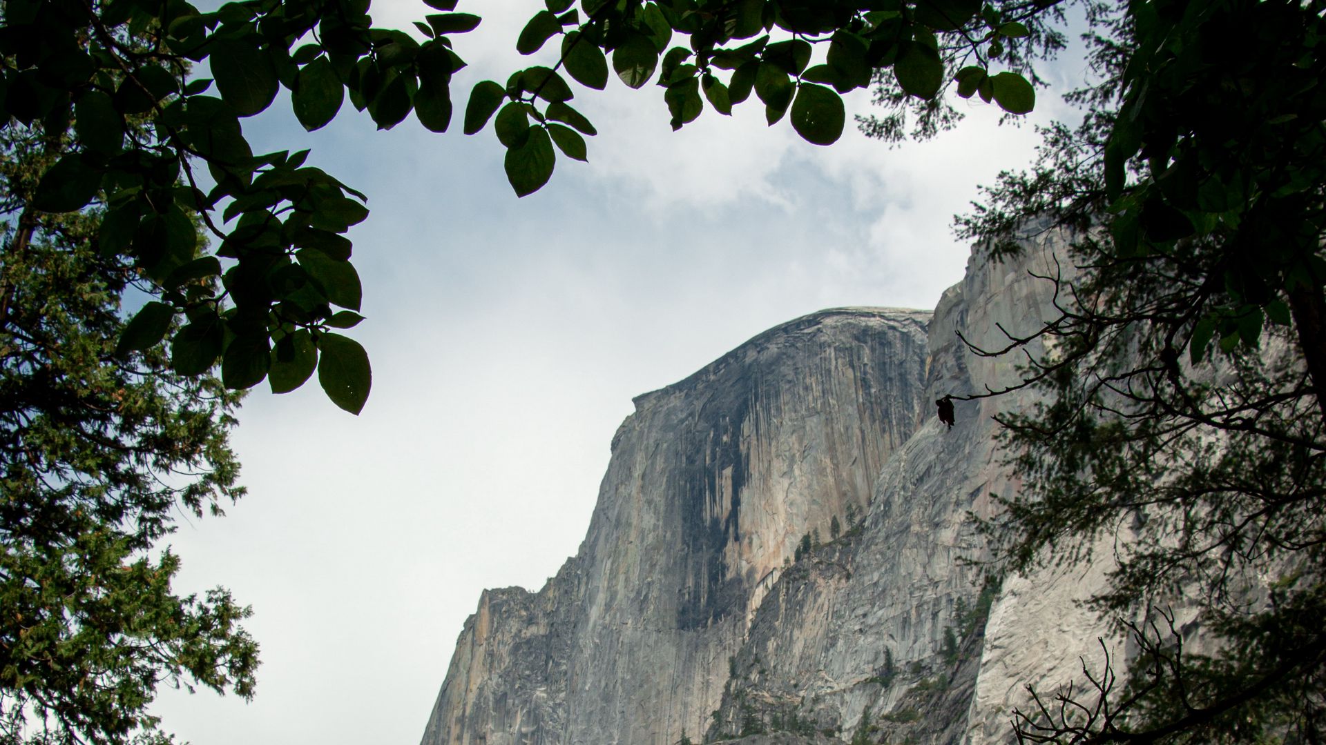 Download wallpaper 1920x1080 rock, cliff, branches, trees, slope full ...