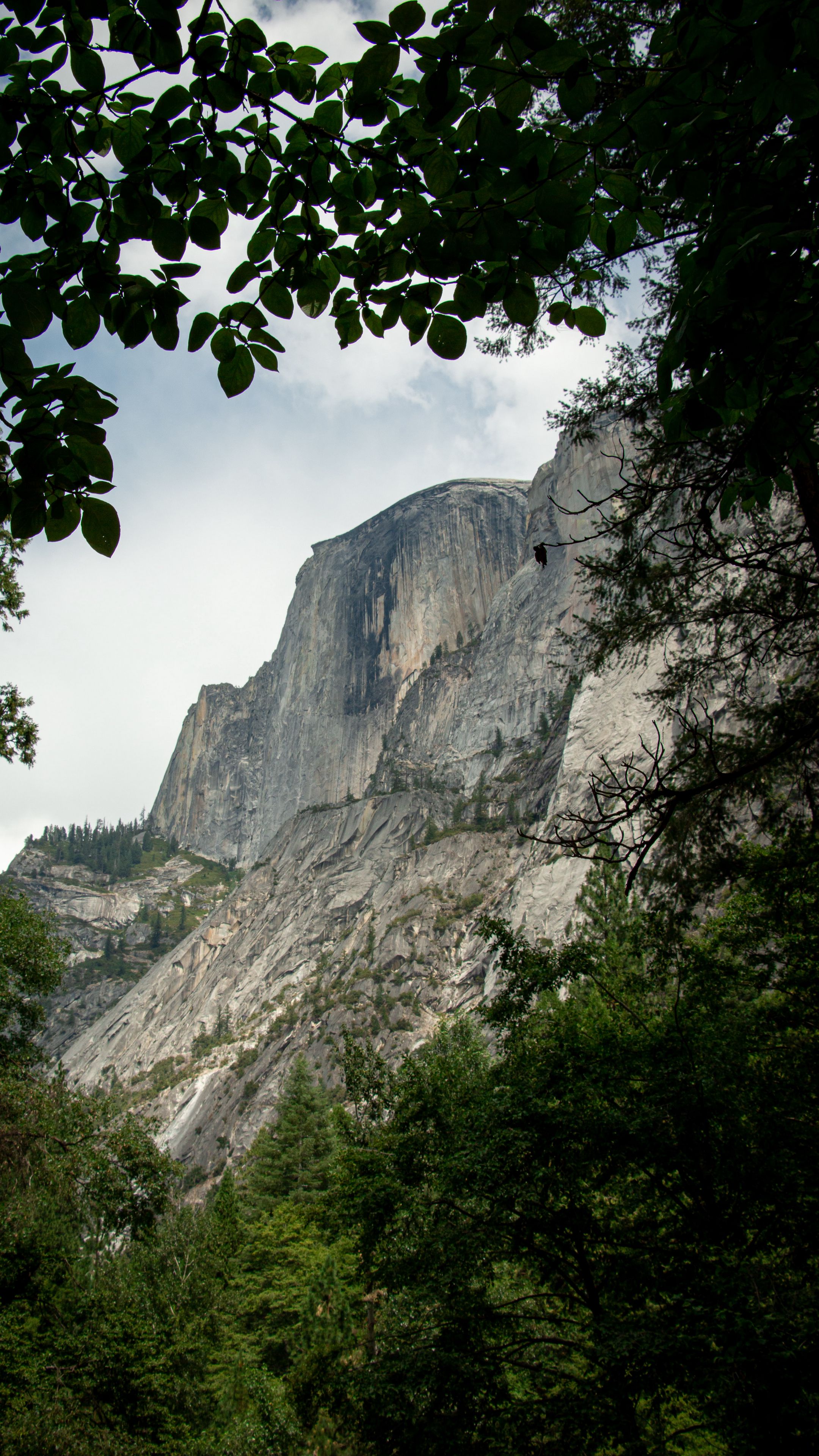 Download wallpaper 2160x3840 rock, cliff, branches, trees, slope ...