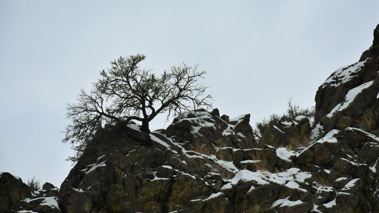Wallpaper rock, tree, snow, nature hd, picture, image
