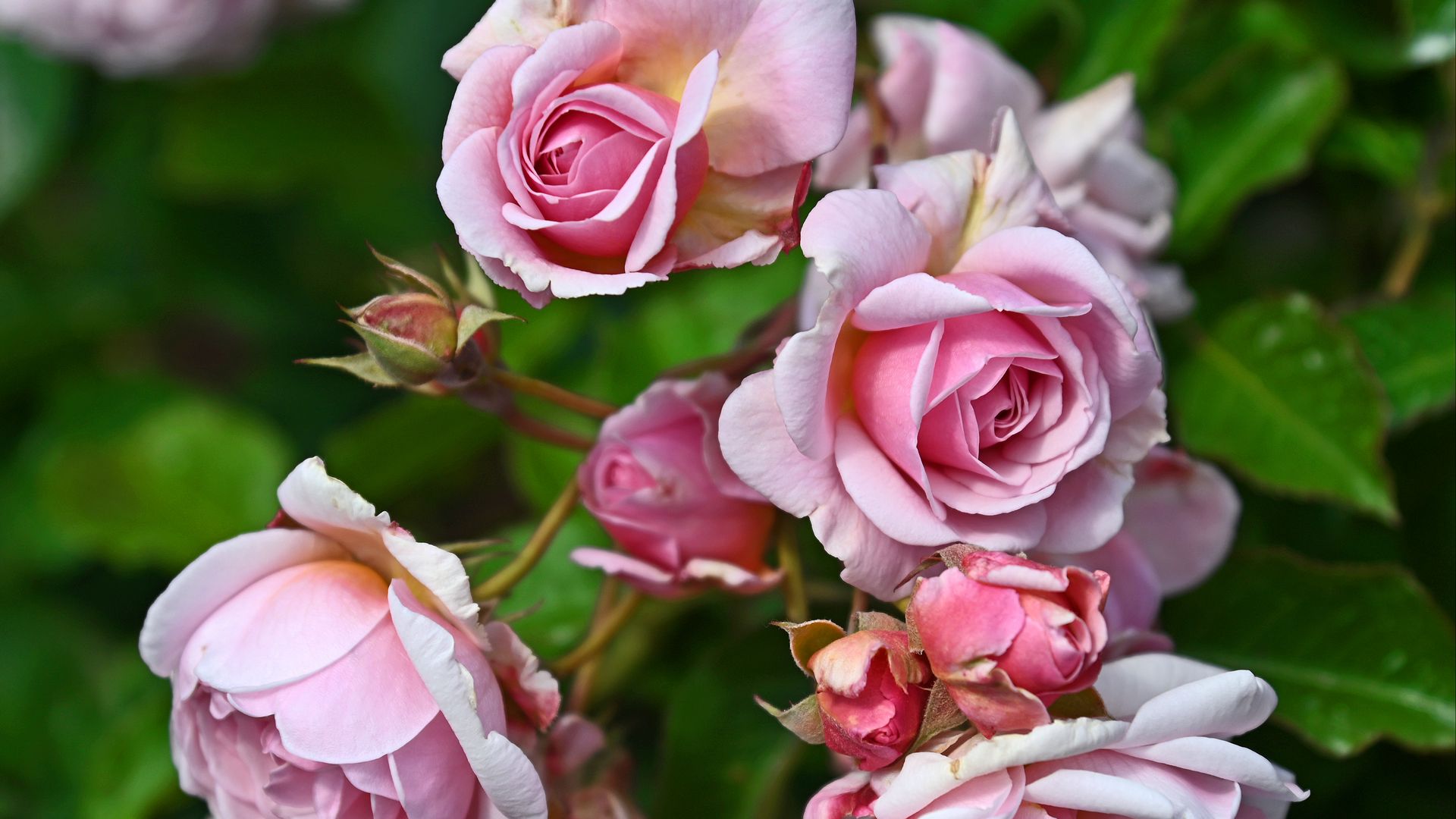 Download wallpaper 1920x1080 roses, buds, petals, flower, pink full hd ...