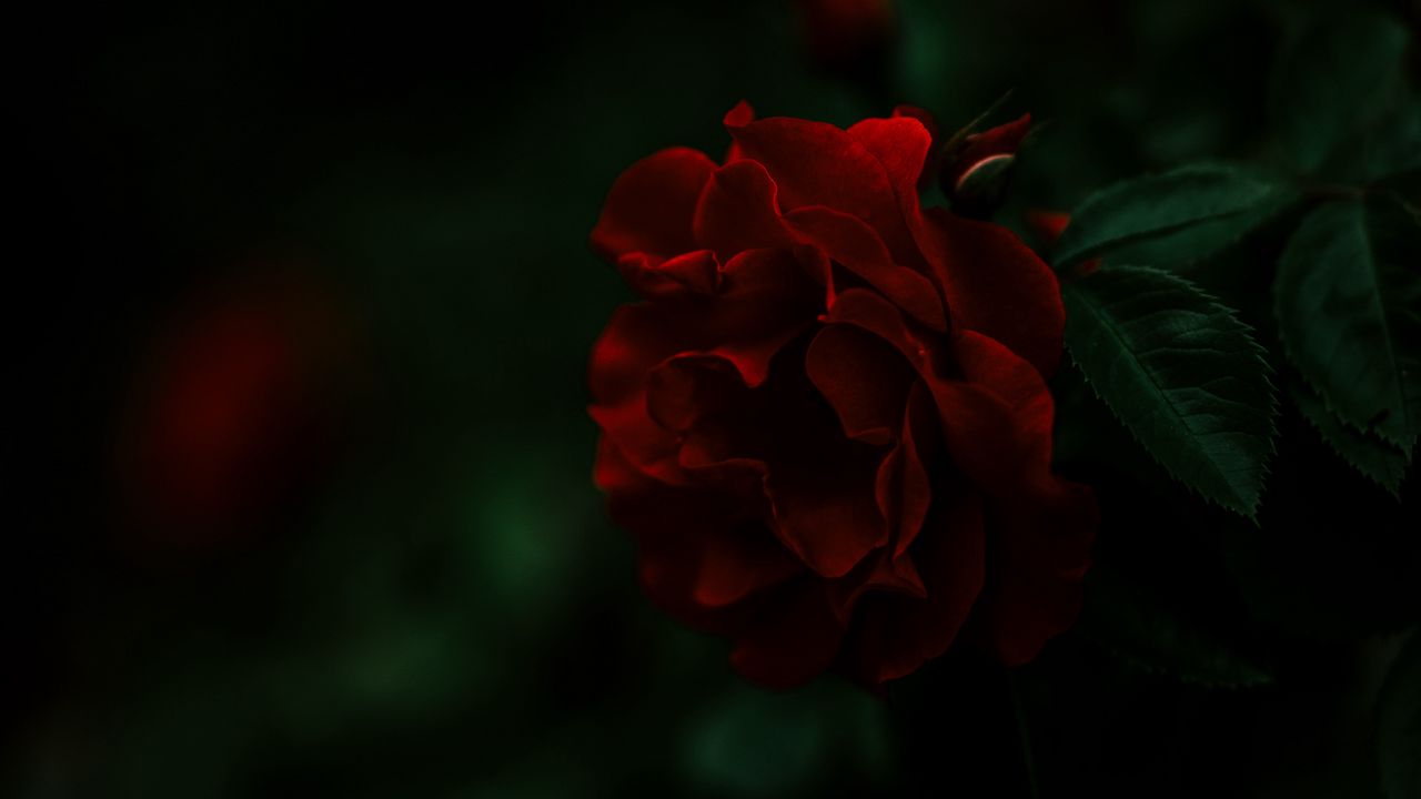 Wallpaper rose, bush, red, dark hd, picture, image