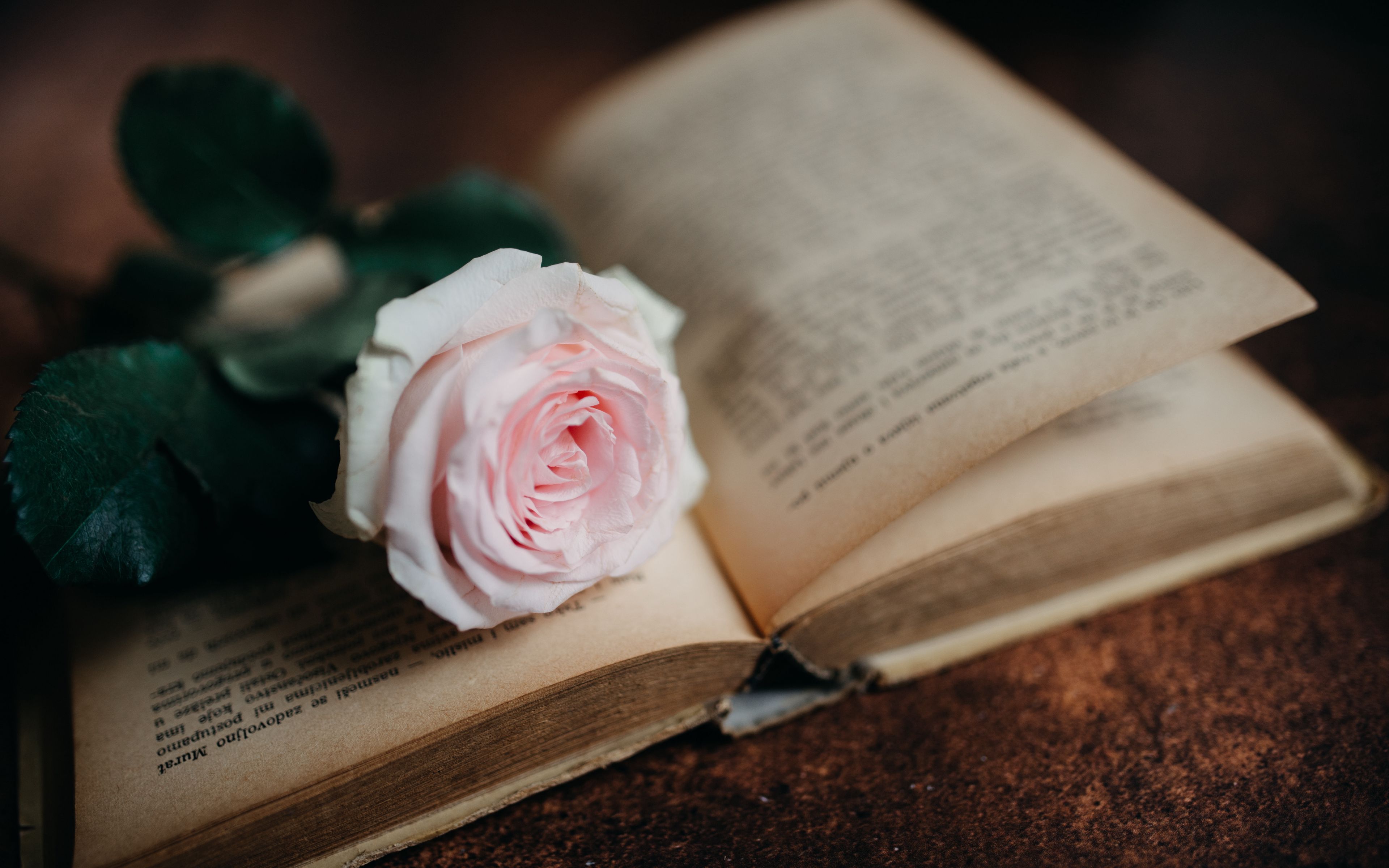 Download wallpaper 3840x2400 rose, flower, book, pink, aesthetics 4k ...