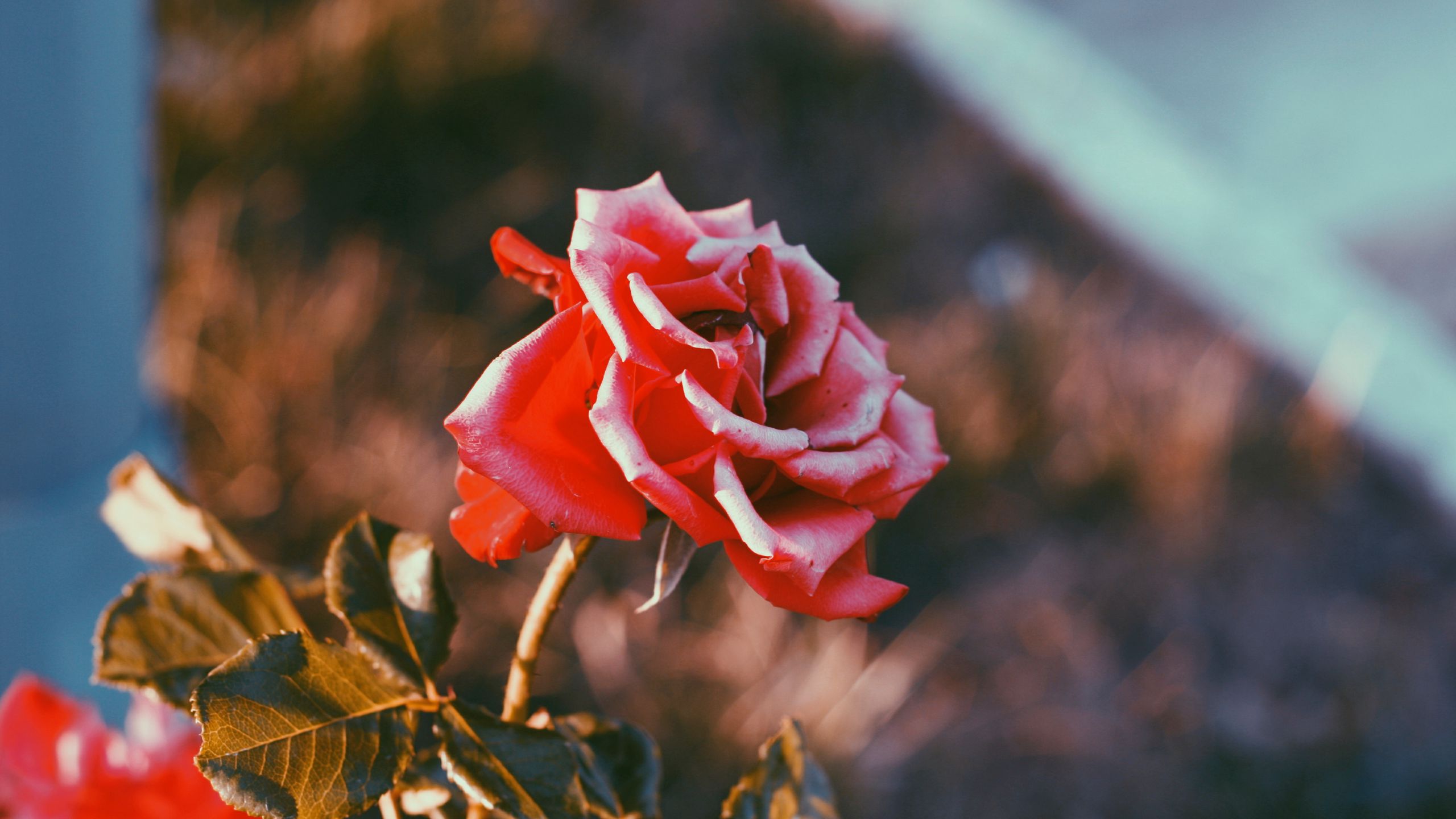 Download wallpaper 2560x1440 rose, flower, bud, blur widescreen 16:9 hd ...