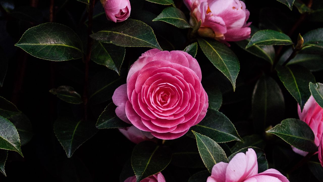 Wallpaper rose, flower, bush hd, picture, image