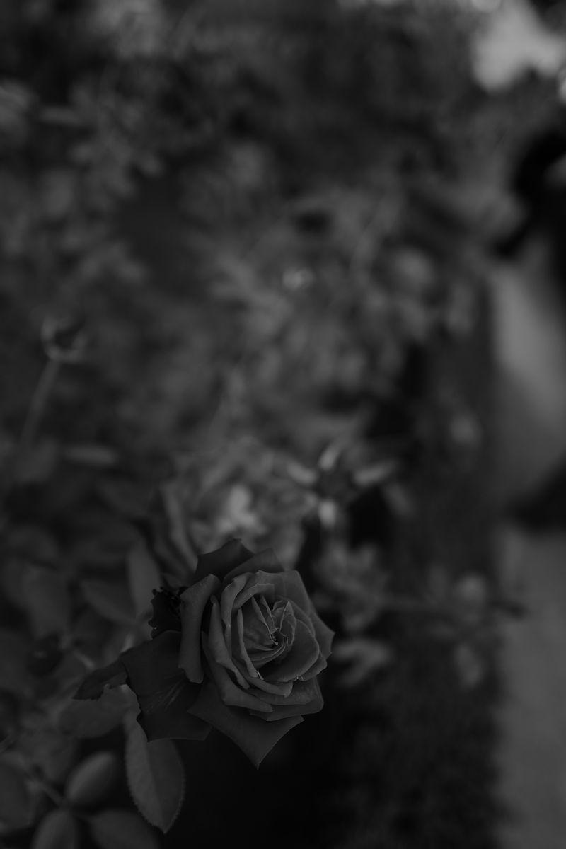 Download wallpaper 800x1200 rose, flower, bw, plant iphone 4s/4 for ...