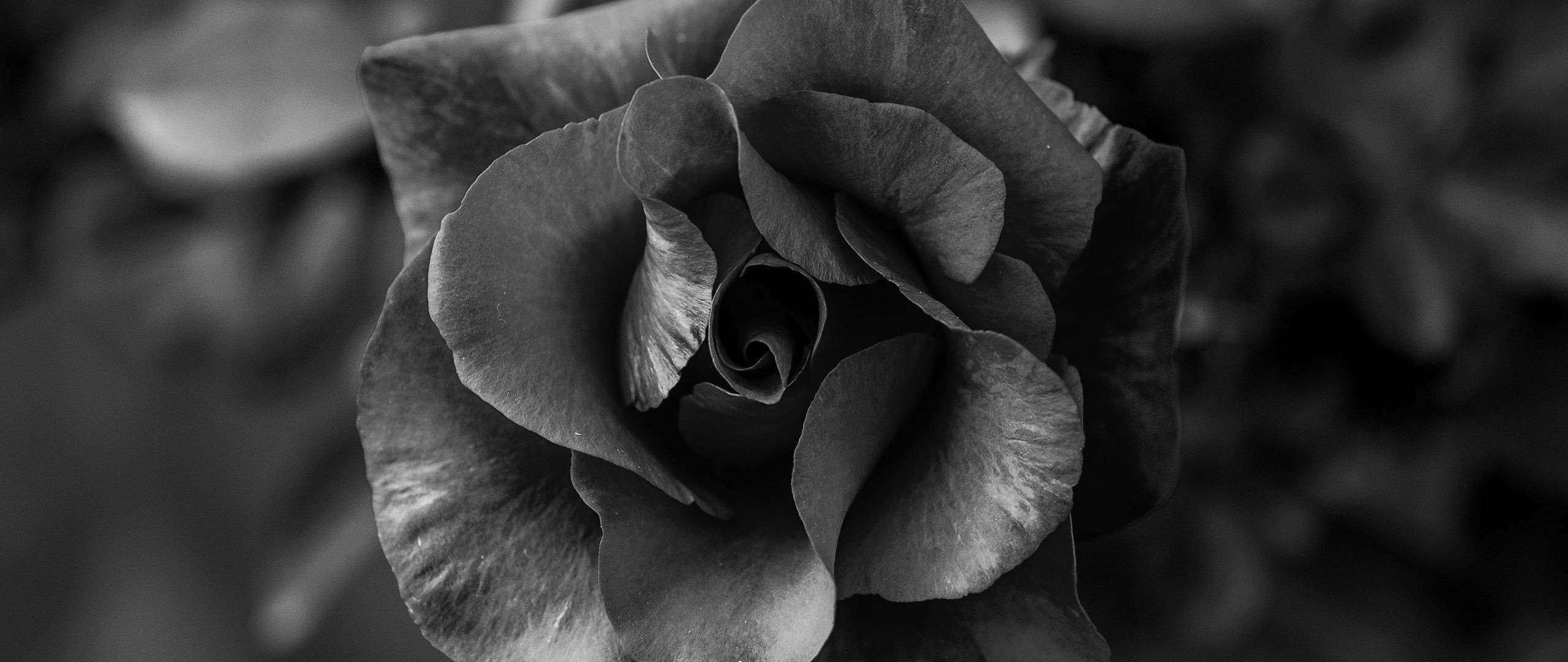 Download wallpaper 2560x1080 rose, flower, bw, petals, closeup dual ...