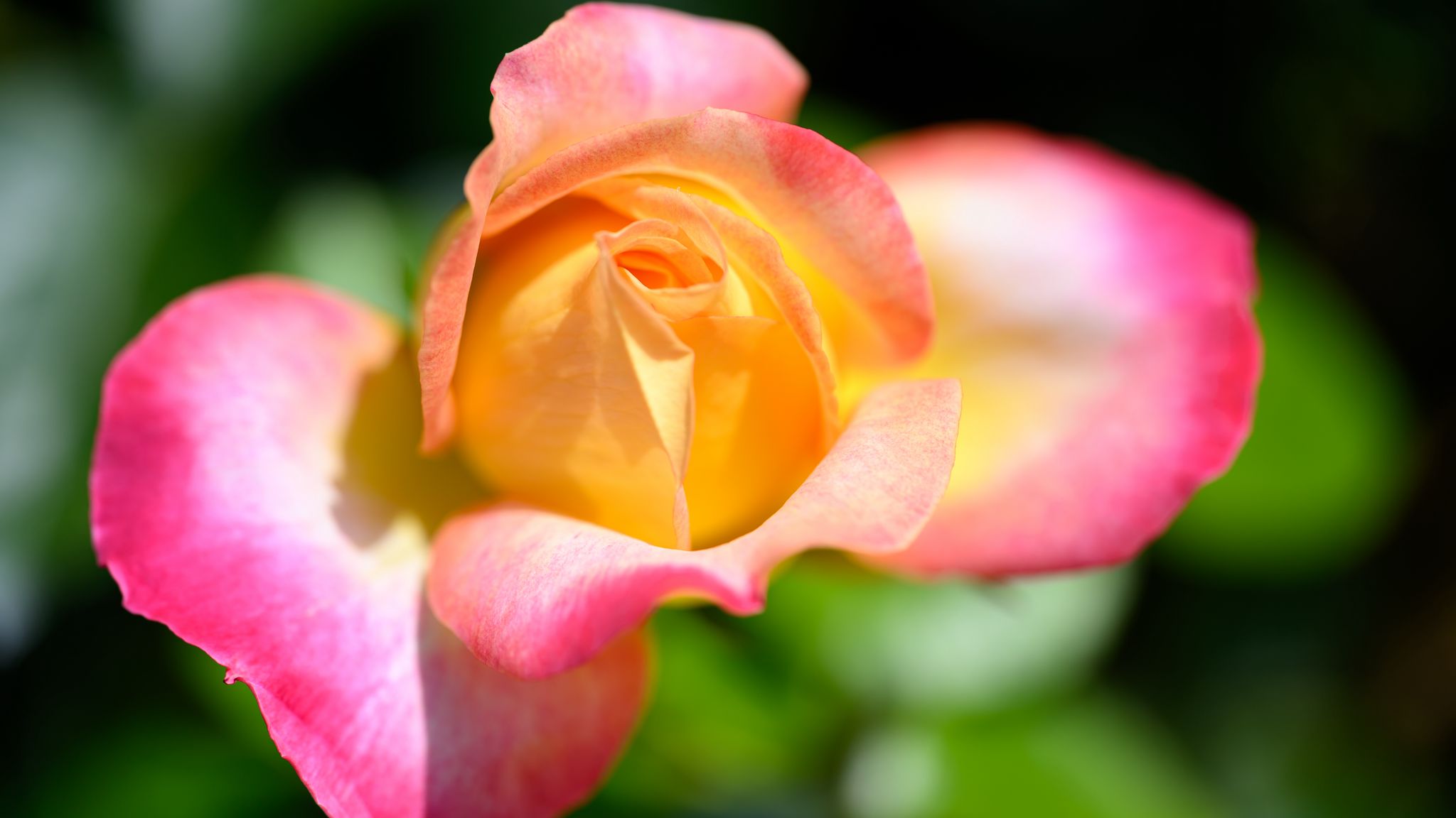Download wallpaper 2048x1152 rose, flower, gradient, yellow ultrawide ...