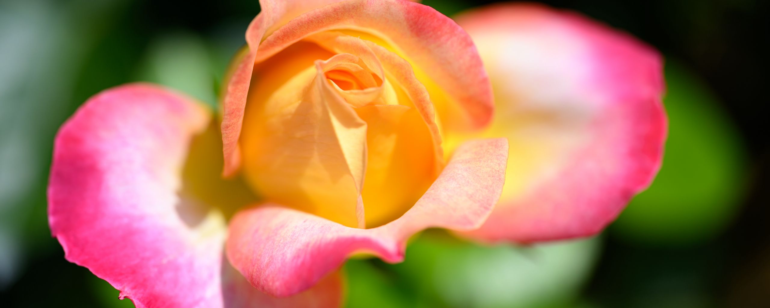 Download wallpaper 2560x1024 rose, flower, gradient, yellow ultrawide ...