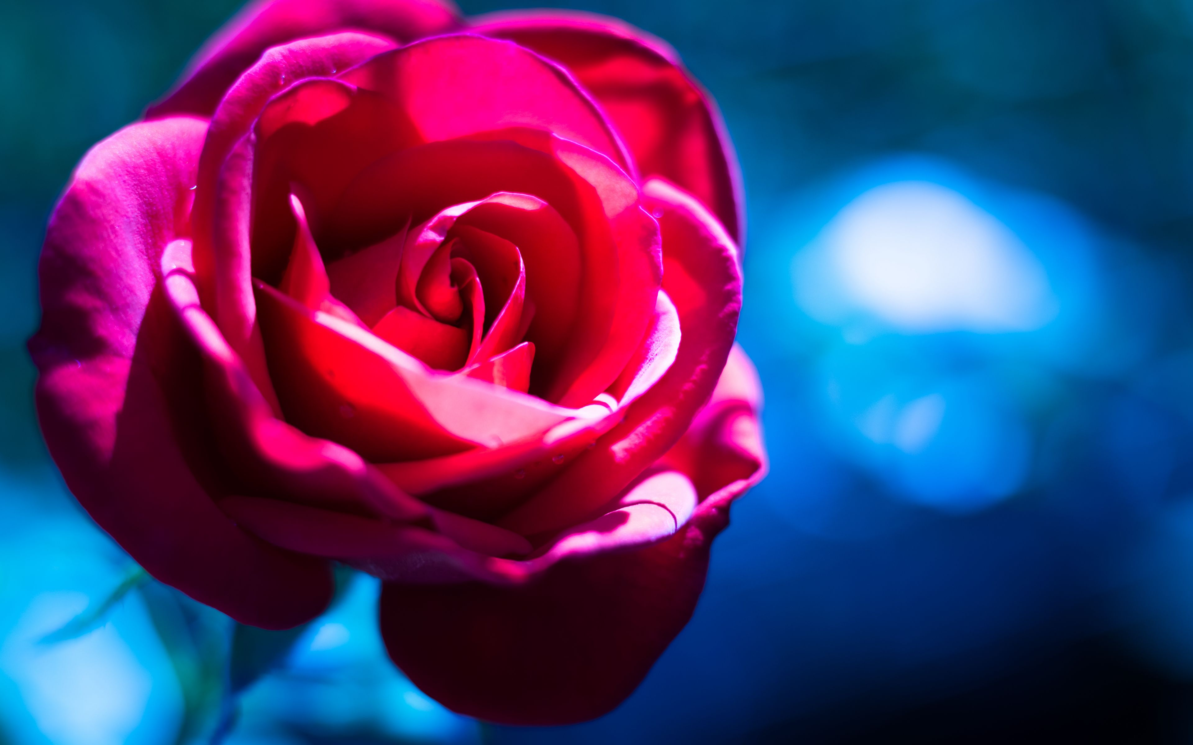 Download wallpaper 3840x2400 rose, flower, macro, pink 4k ultra hd 16: ...